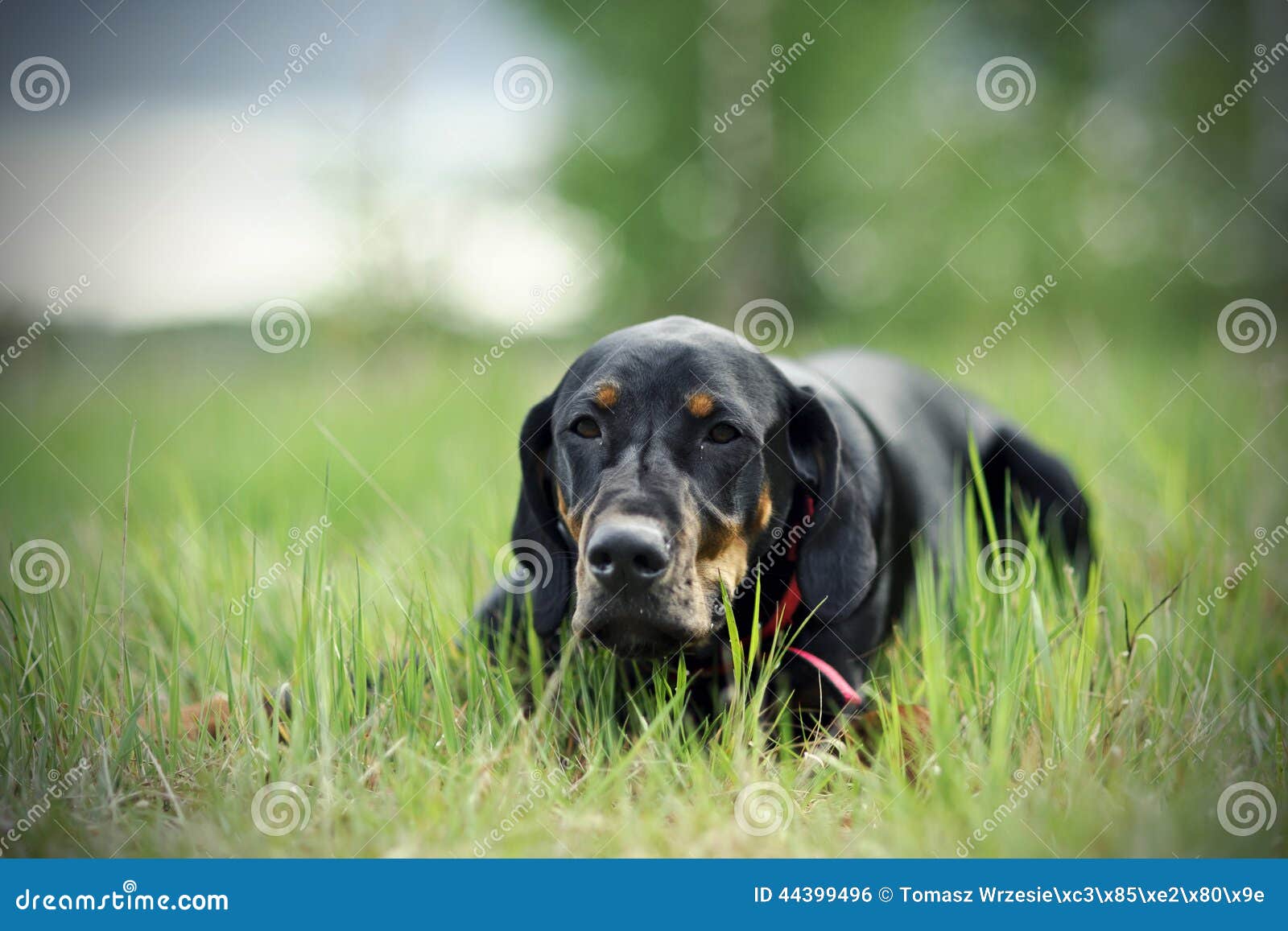 Black hunting dog stock photo. Image of shallow, depth - 44399496