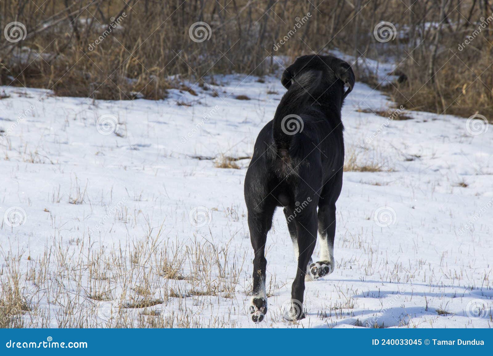 Black Hunting Dog in Outside Stock Image - Image of young, domestic ...