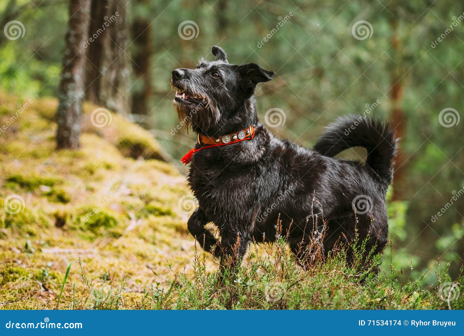 Black Hunting Dog in Summer Forest Stock Photo - Image of beautiful ...
