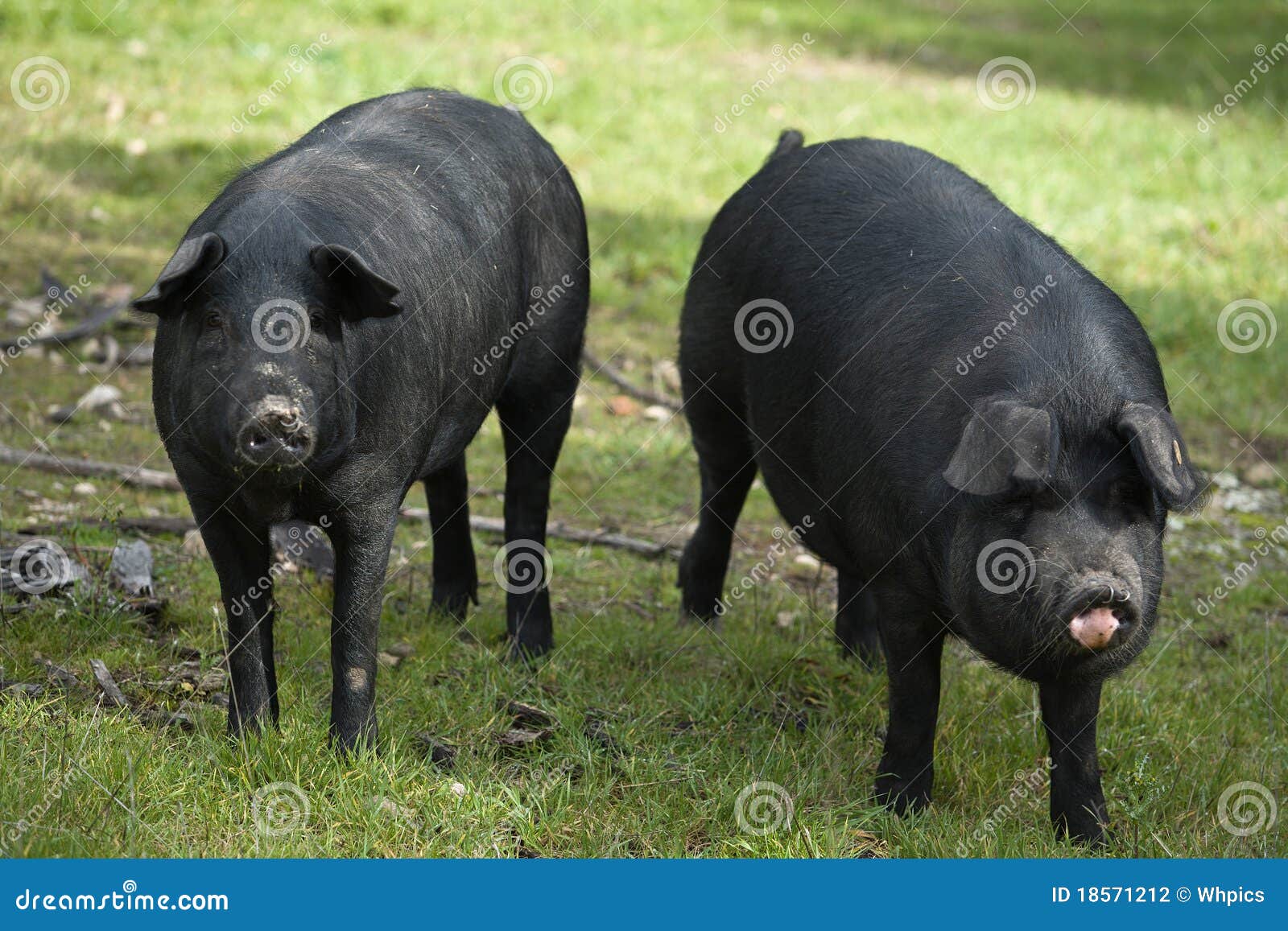 Black Iberian Pig 2 stock photo. Image of pata, freely - 18571212