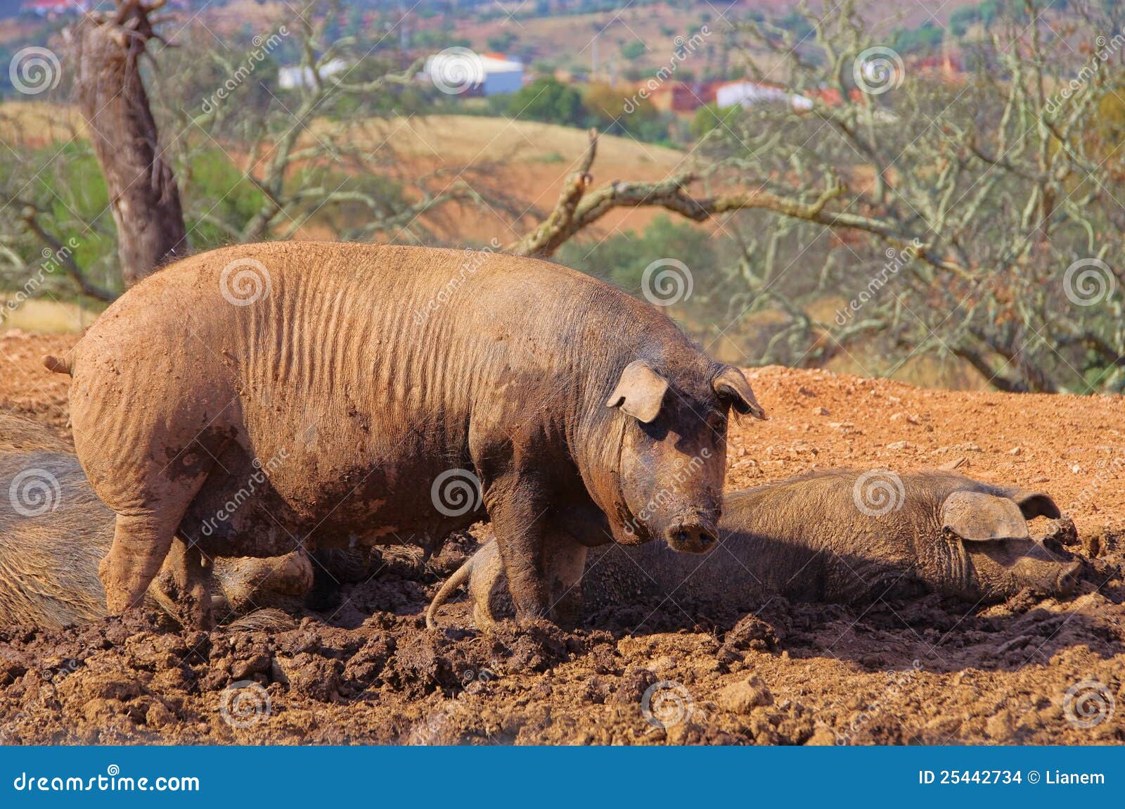 Black Iberian pig stock photo. Image of animal, pink - 25442734