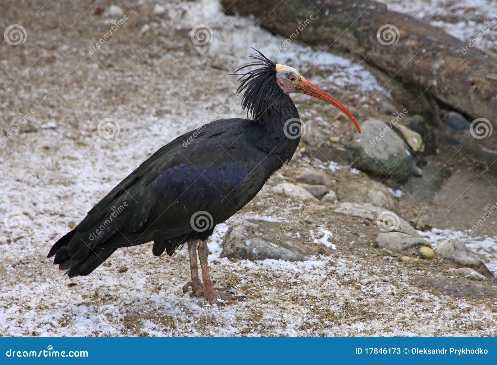 Black Ibis bird stock image. Image of ibis, aviary, endangered - 17846173