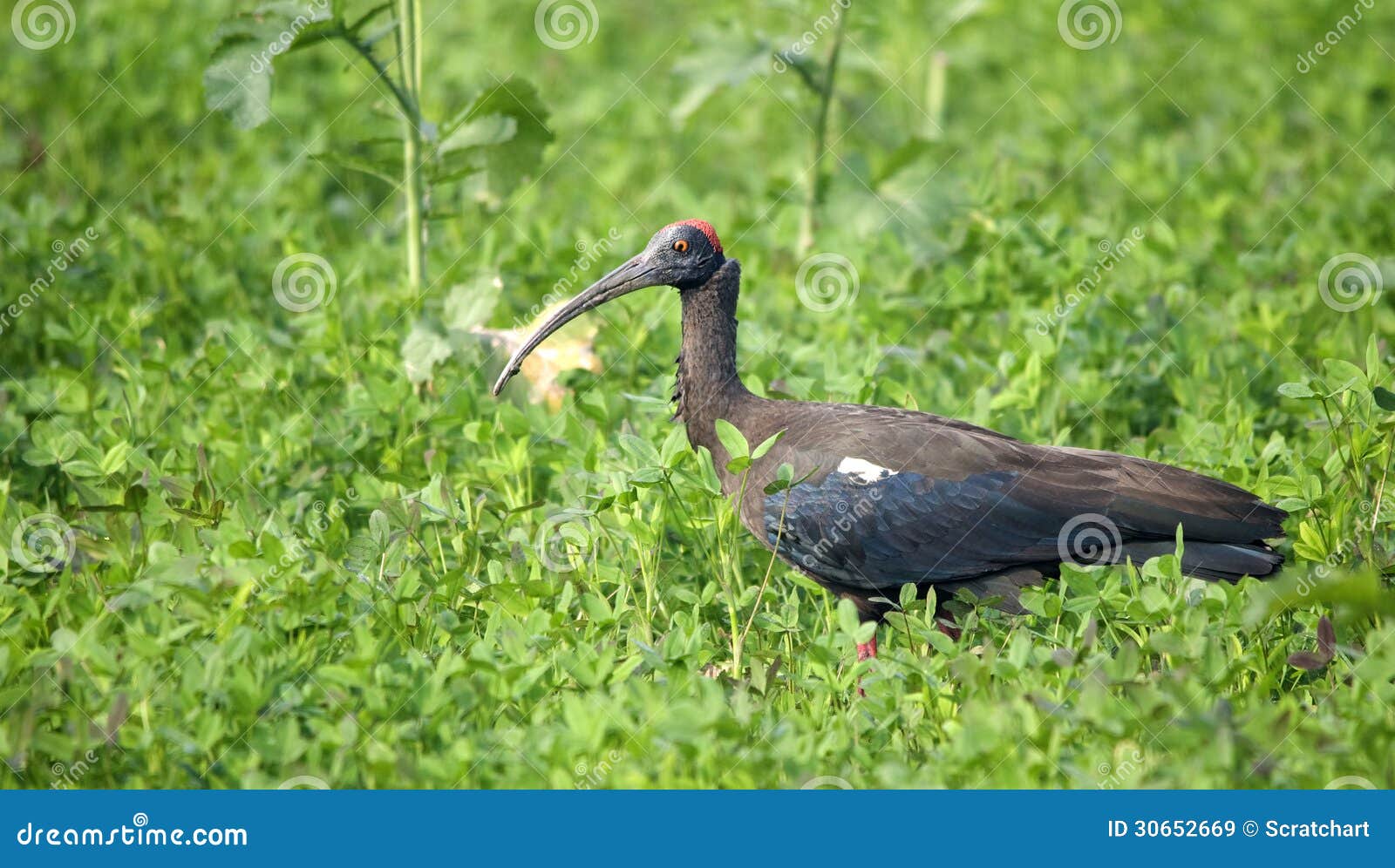 Black Ibis stock image. Image of indian, avian, wing - 30652669