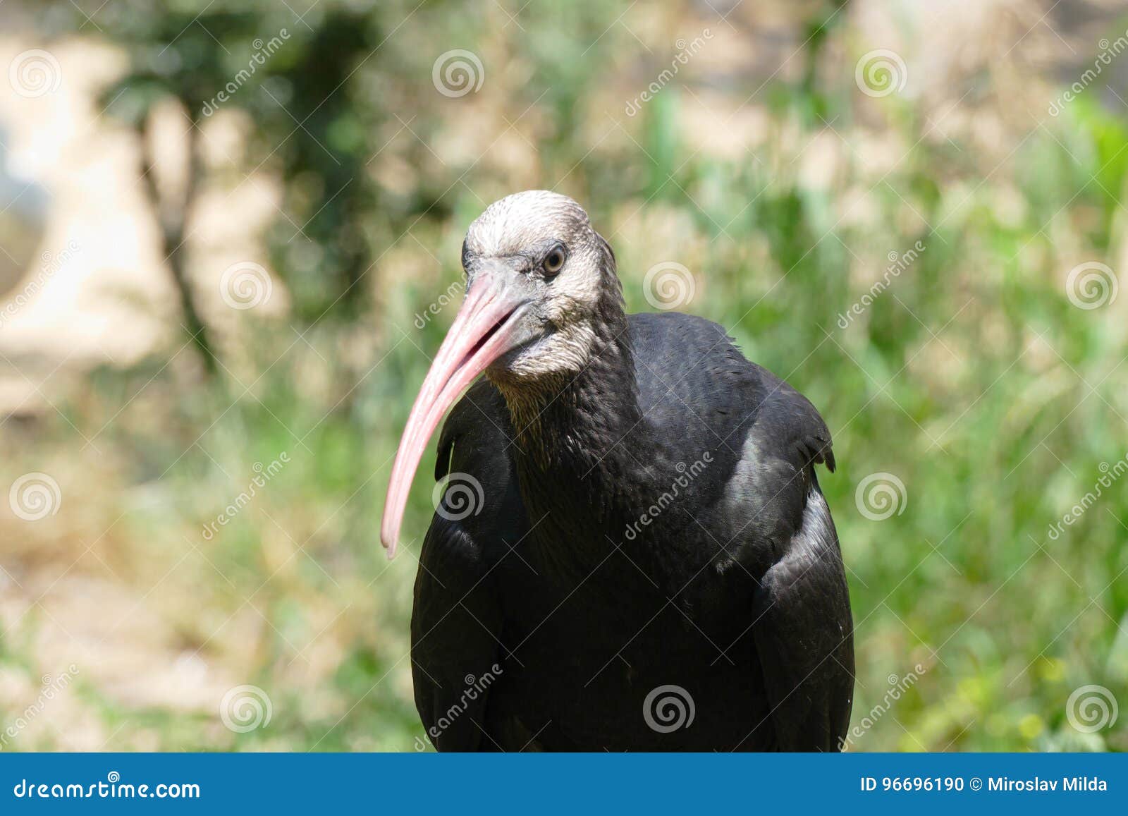 Black ibis stock photo. Image of wild, portrait, rare - 96696190