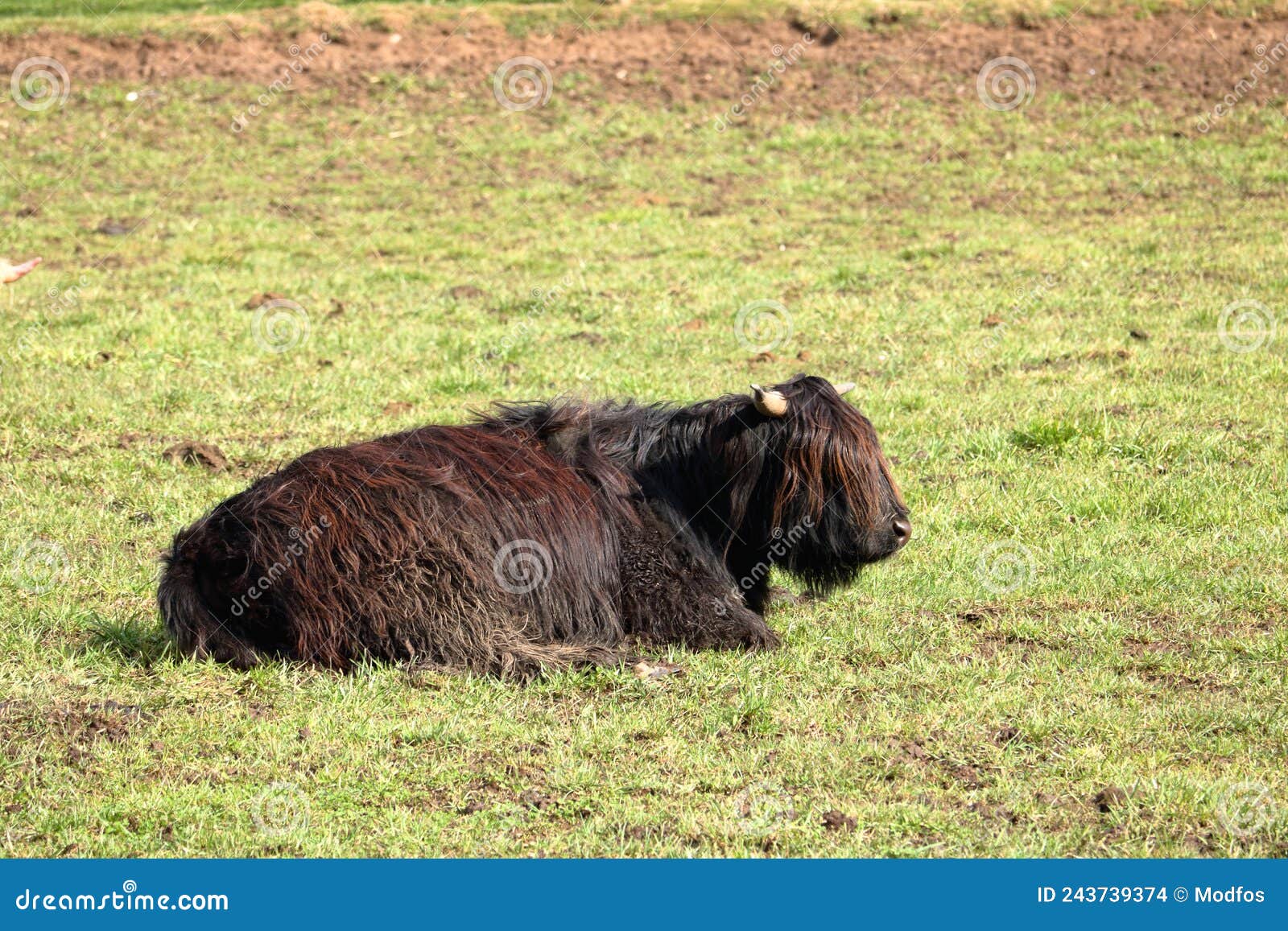 Black Icelandic Cow Resting Stock Photo - Image of isolated, grass ...