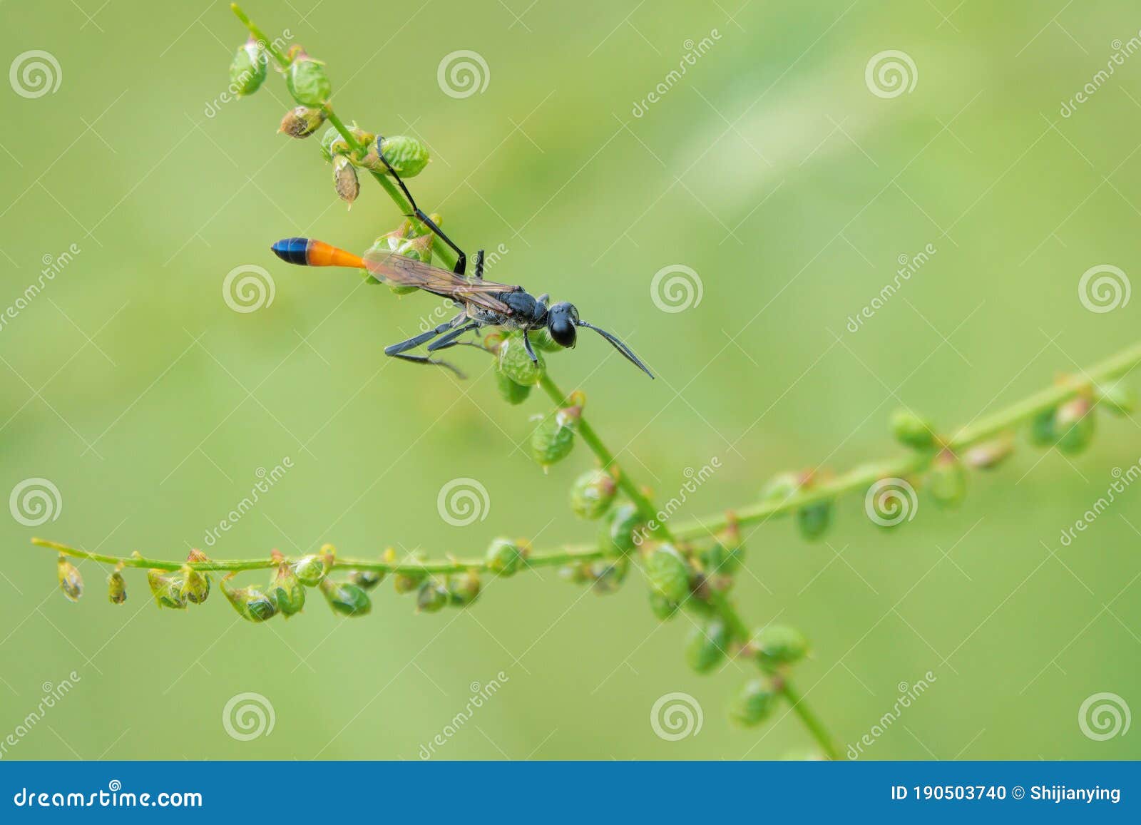 Ichneumon fly stock photo. Image of natural, insects - 190503740