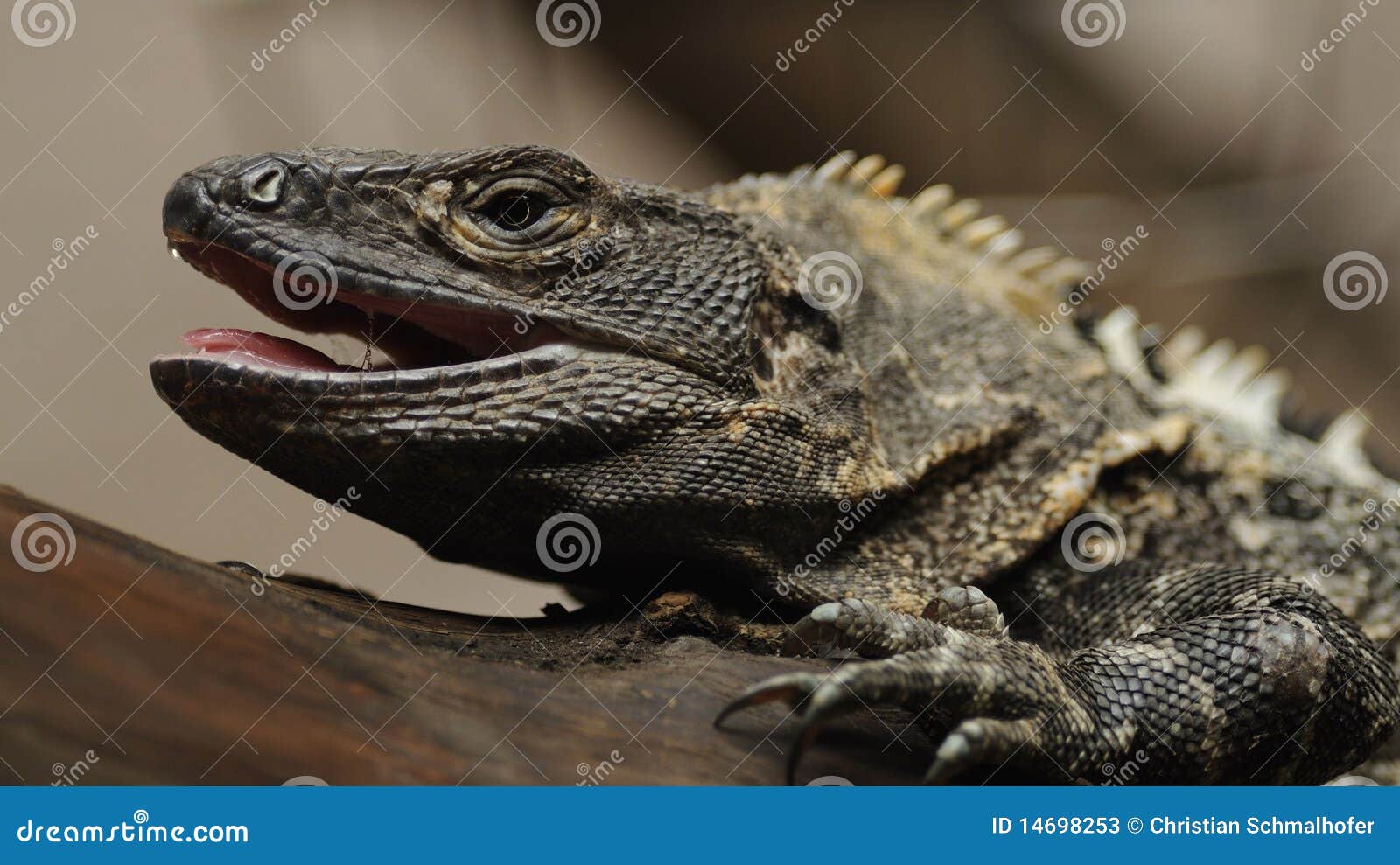 Black Iguana (Ctenosaura Similis) Stock Image - Image of saurian, limb ...