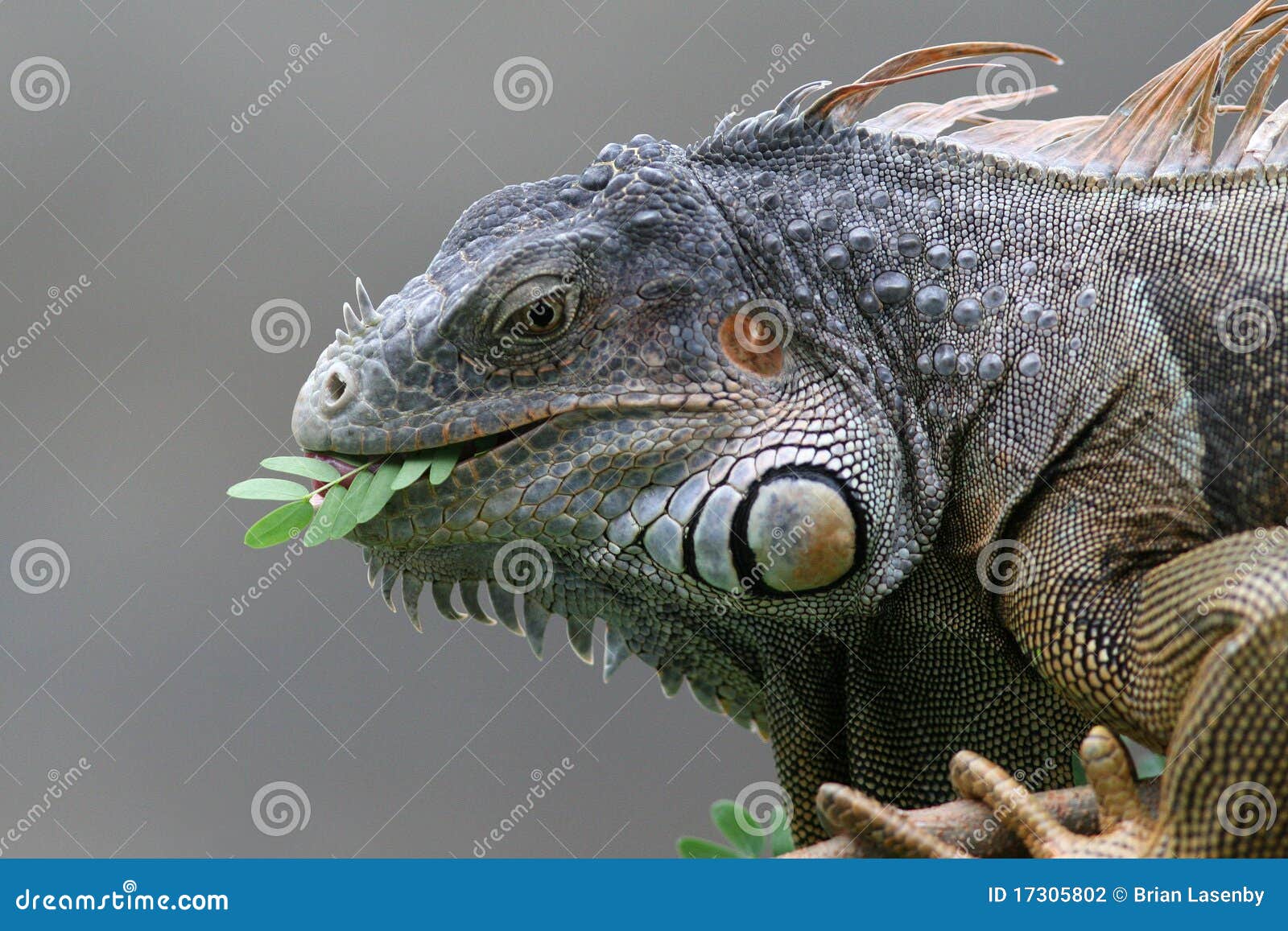 Black Iguana - Roatan, Honduras Stock Photo - Image of dragon ...