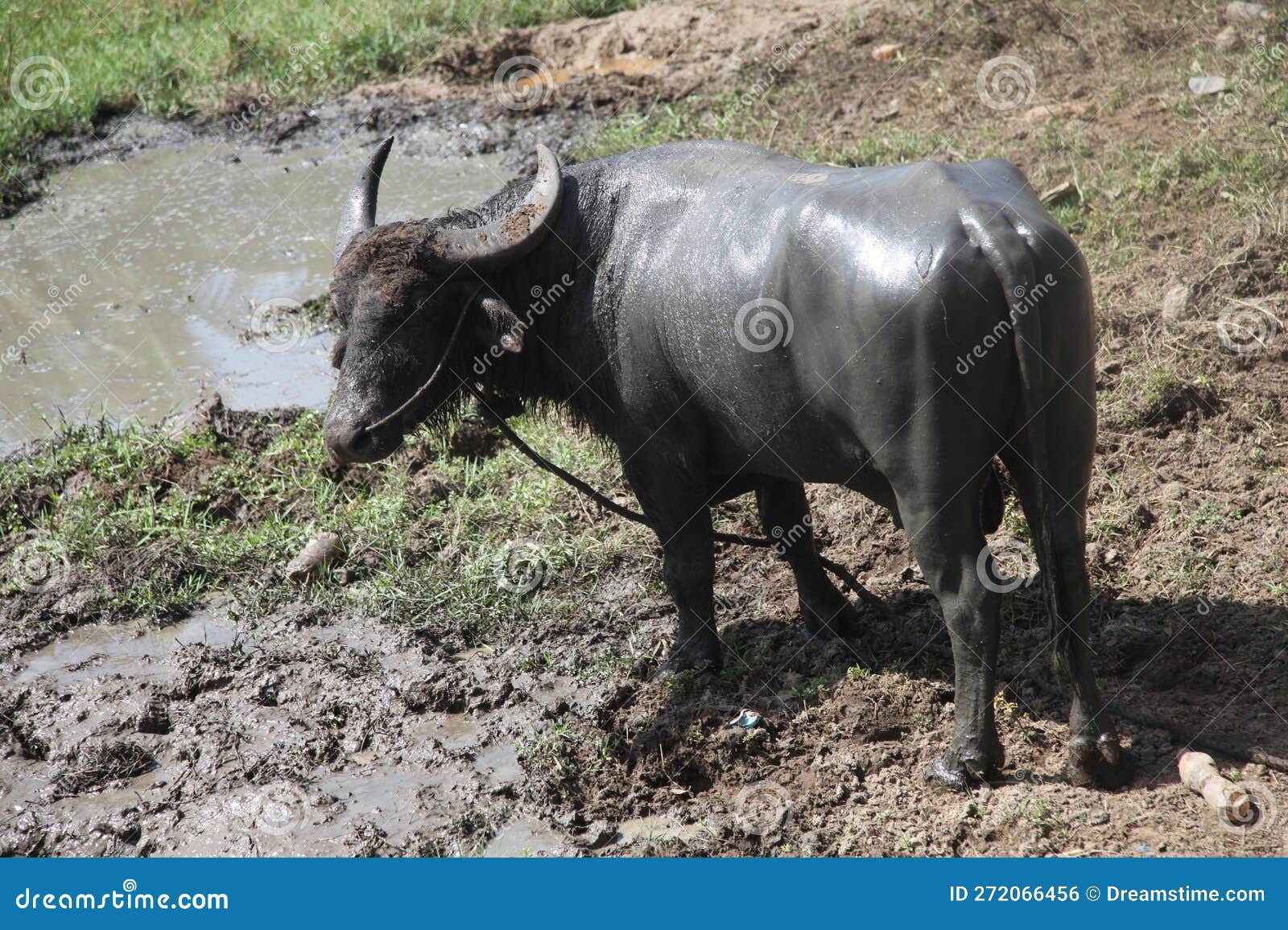 Black Indian Buffalo in the Mud, Goa. Stock Photo - Image of nature ...