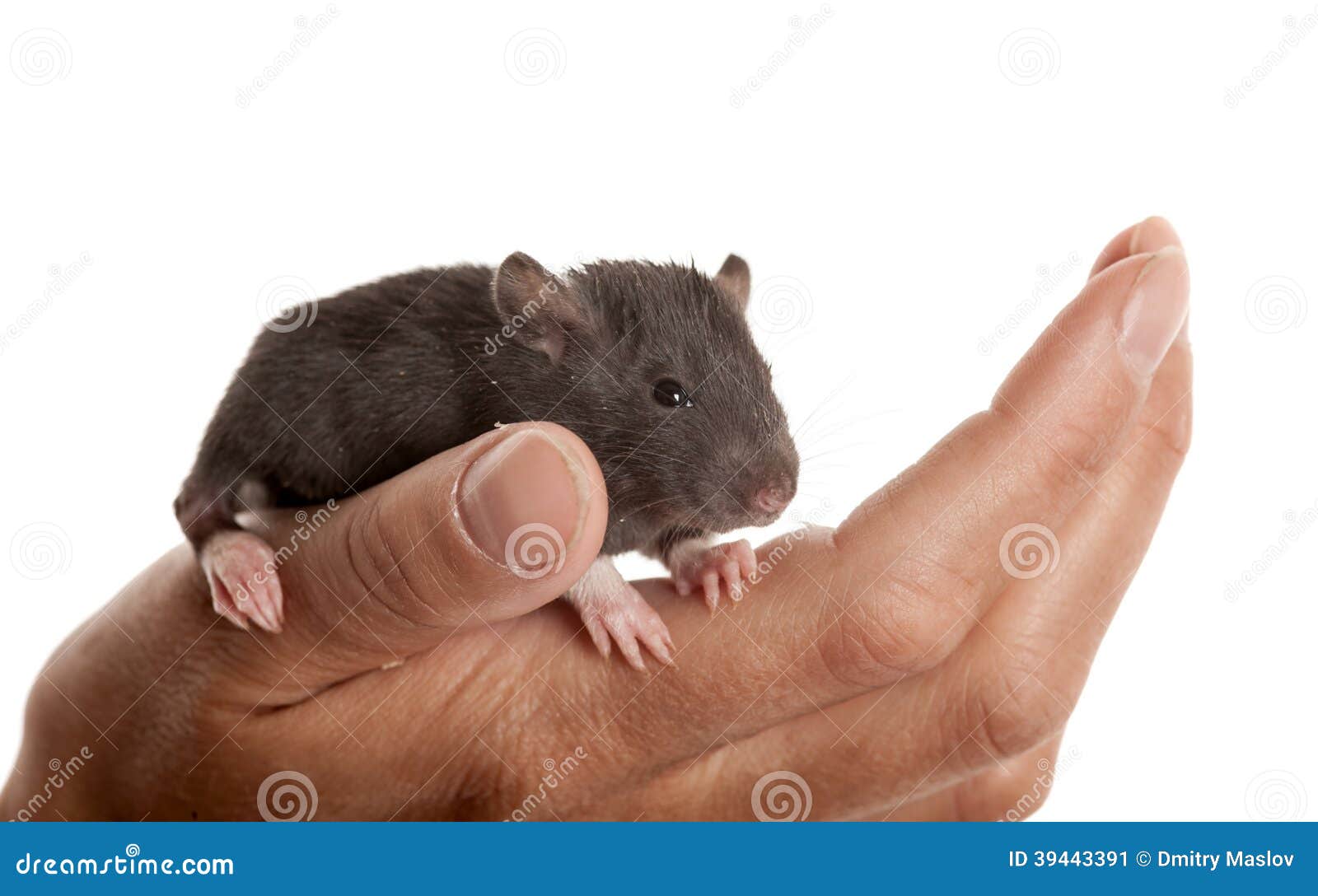 Black infant rat stock image. Image of whisker, hand - 39443391