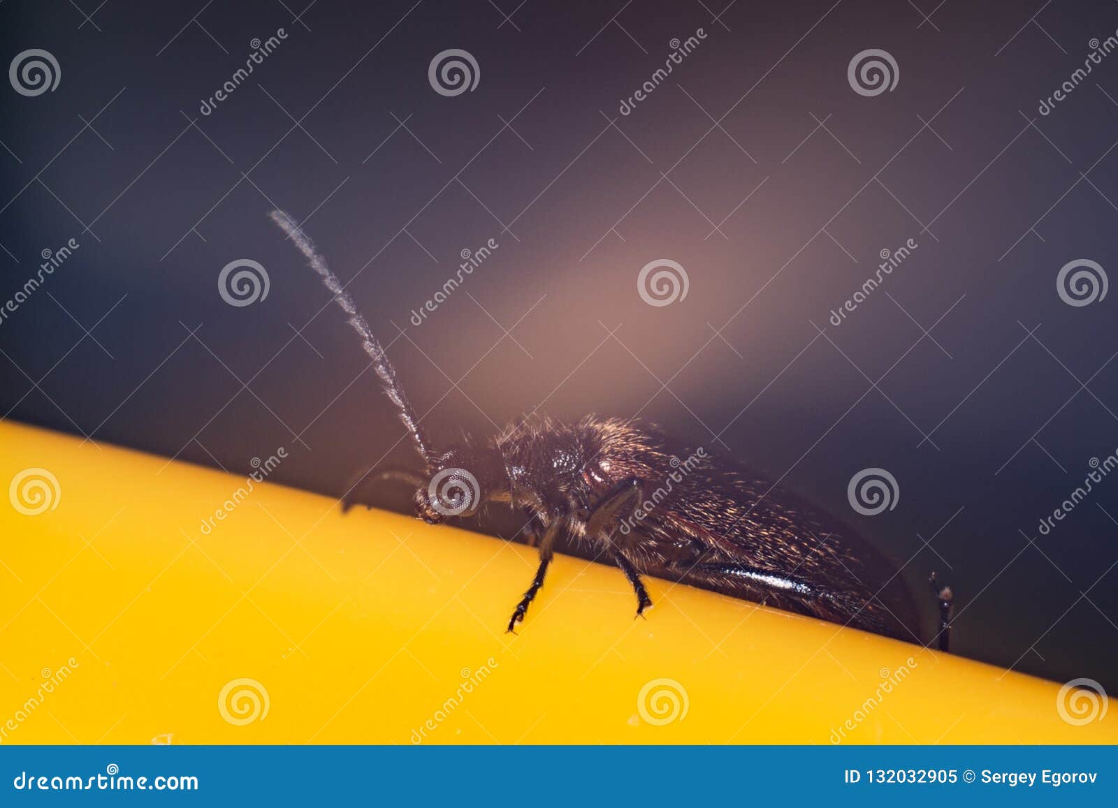 Black Insect Bug Crawling on Yellow Surface Stock Image - Image of ...