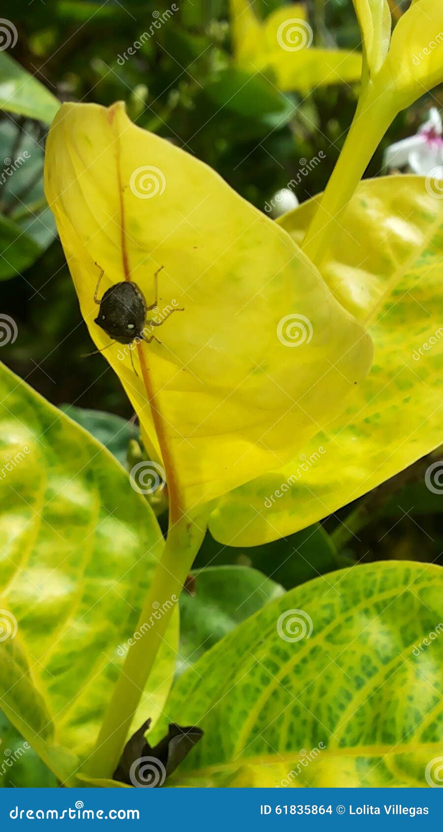 Black Insect Hiding in the Leaves Stock Photo - Image of plants, bugs ...