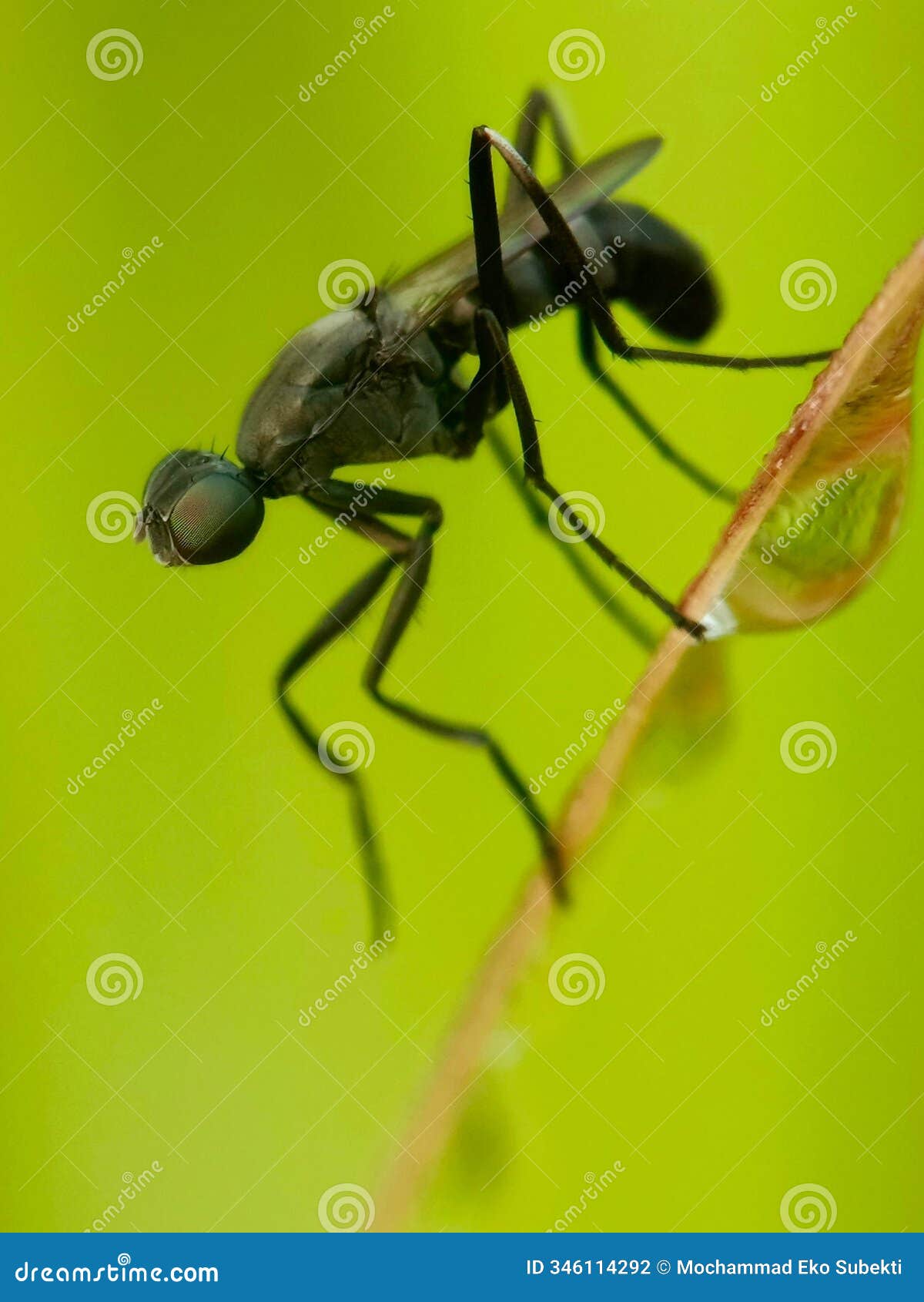 Black Insect Known As Sepsidae Fly Stock Photo - Image of sepsidae ...
