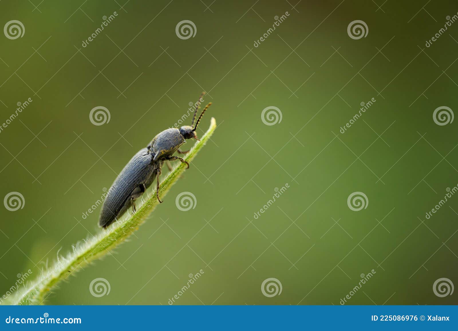 Black Insect Stock Photo | CartoonDealer.com #84538560