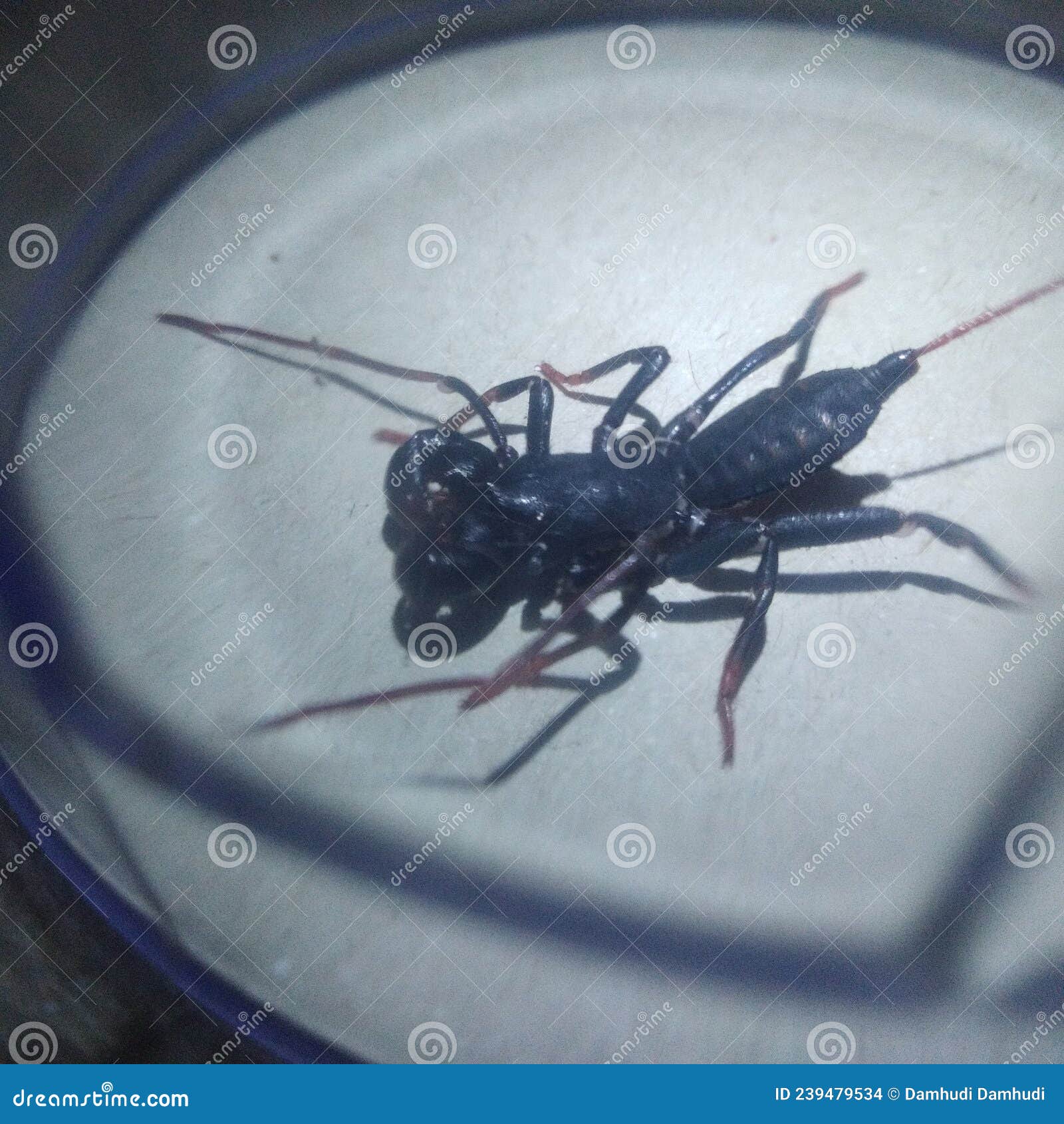 Black Insect Like Scorpio Under the Light Stock Photo - Image of animal ...