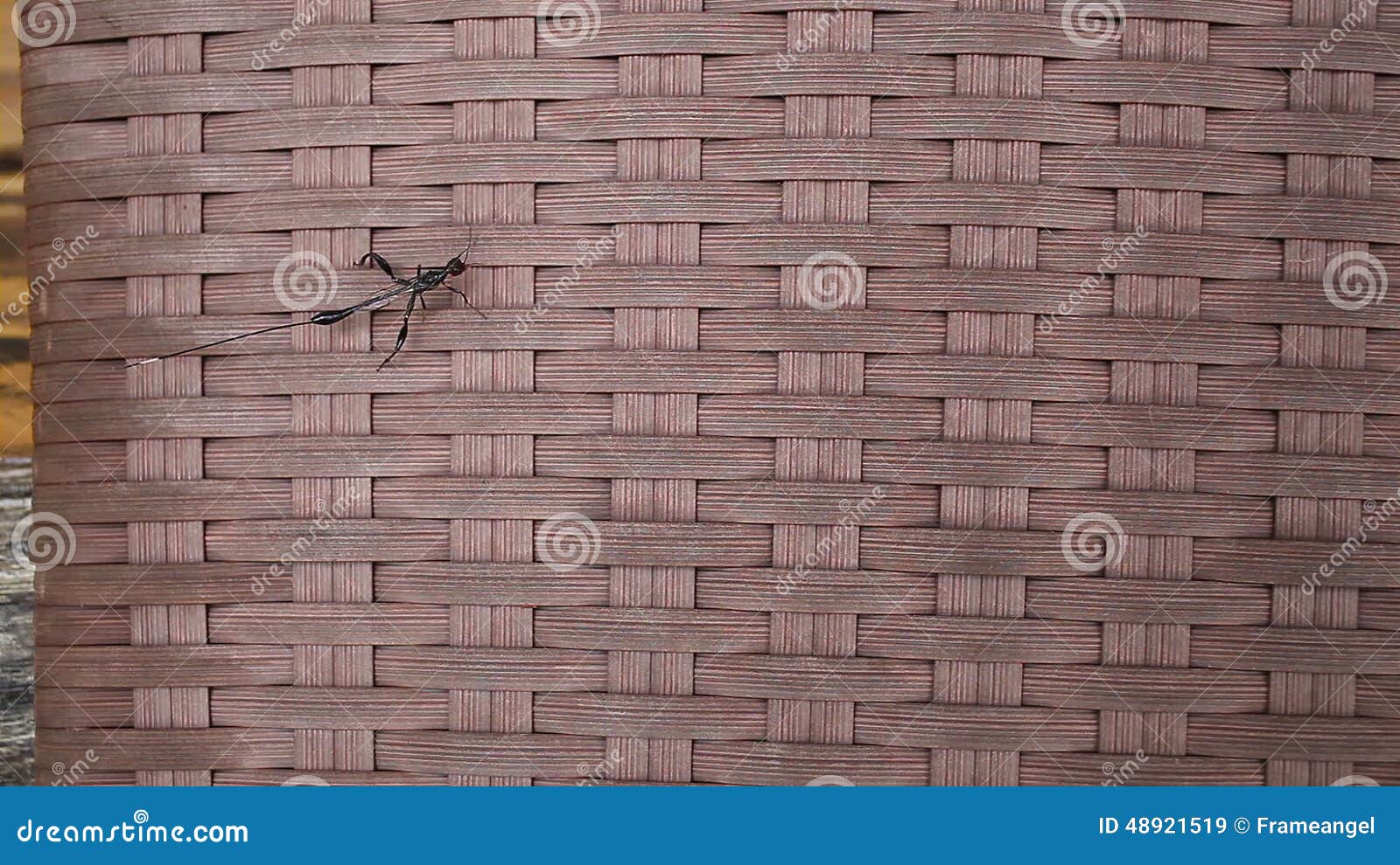 Black Insect with Long Tail Like Stinger Stock Video - Video of flying ...