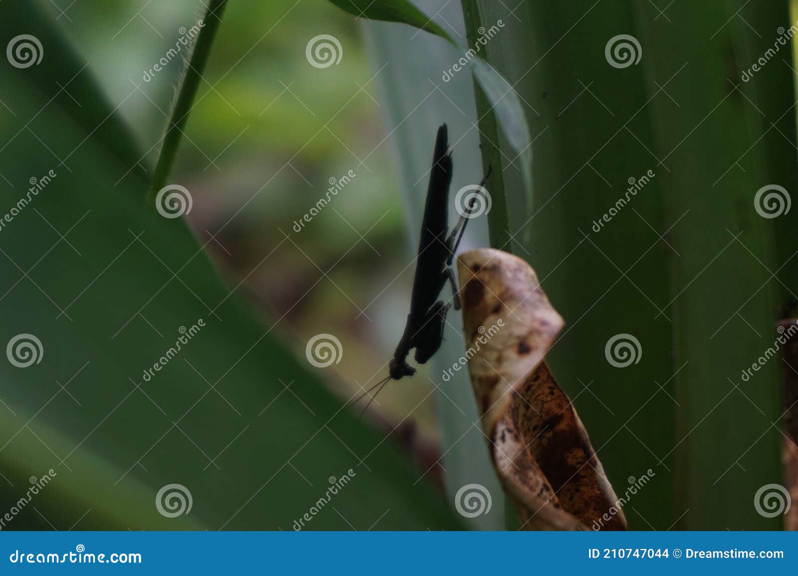 Black insect nature stock photo. Image of nature, tree - 210747044