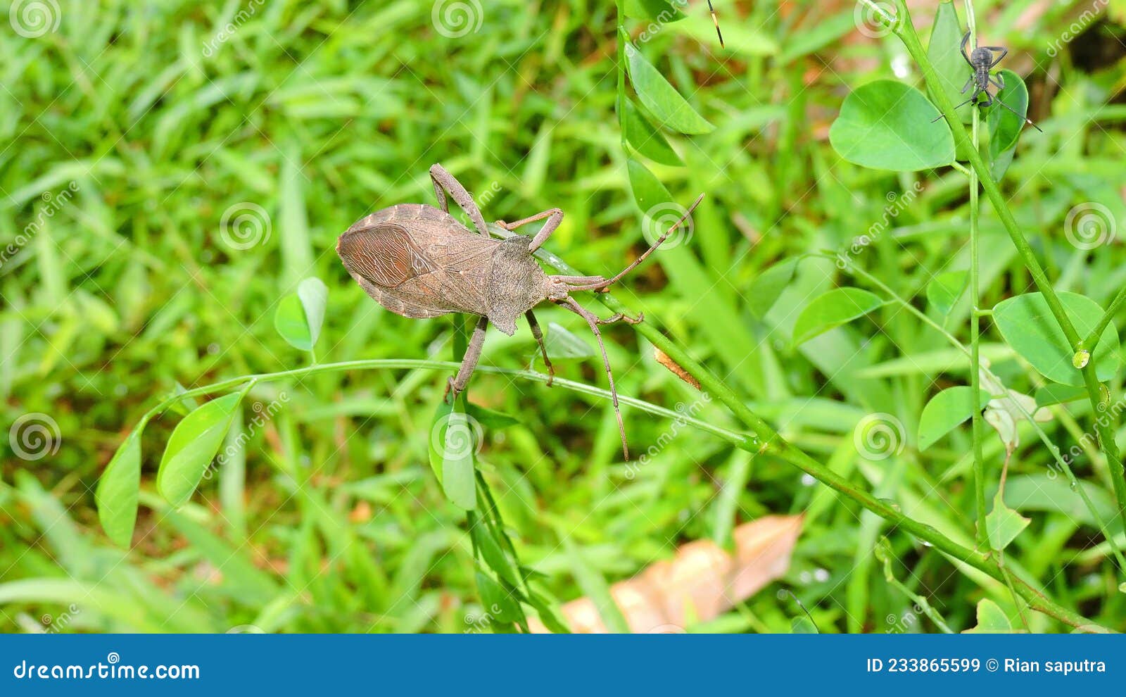 Insect pests stock image. Image of tongue, pests, pest - 233865599