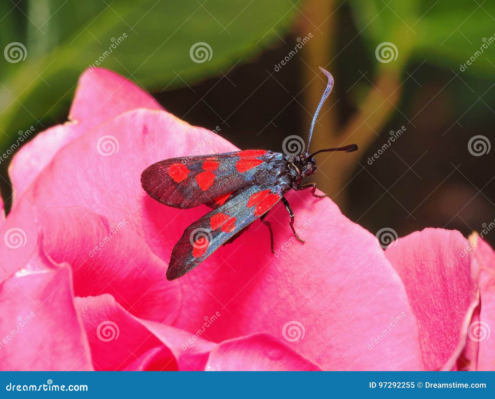 Black Insect on Pink Flower Stock Image - Image of insect, flower: 97292255