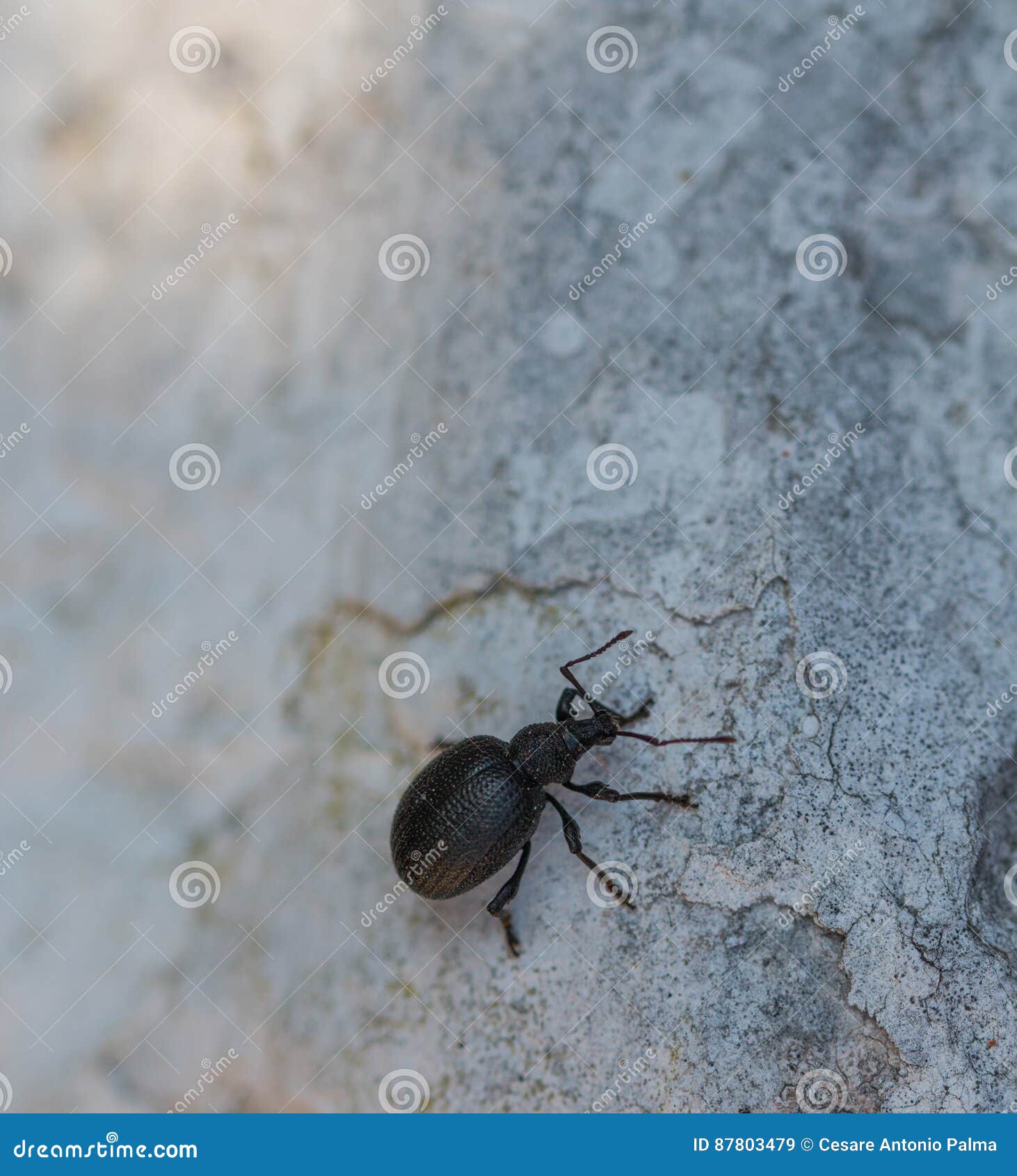 Black insect stock image. Image of arthropod, summer - 87803479