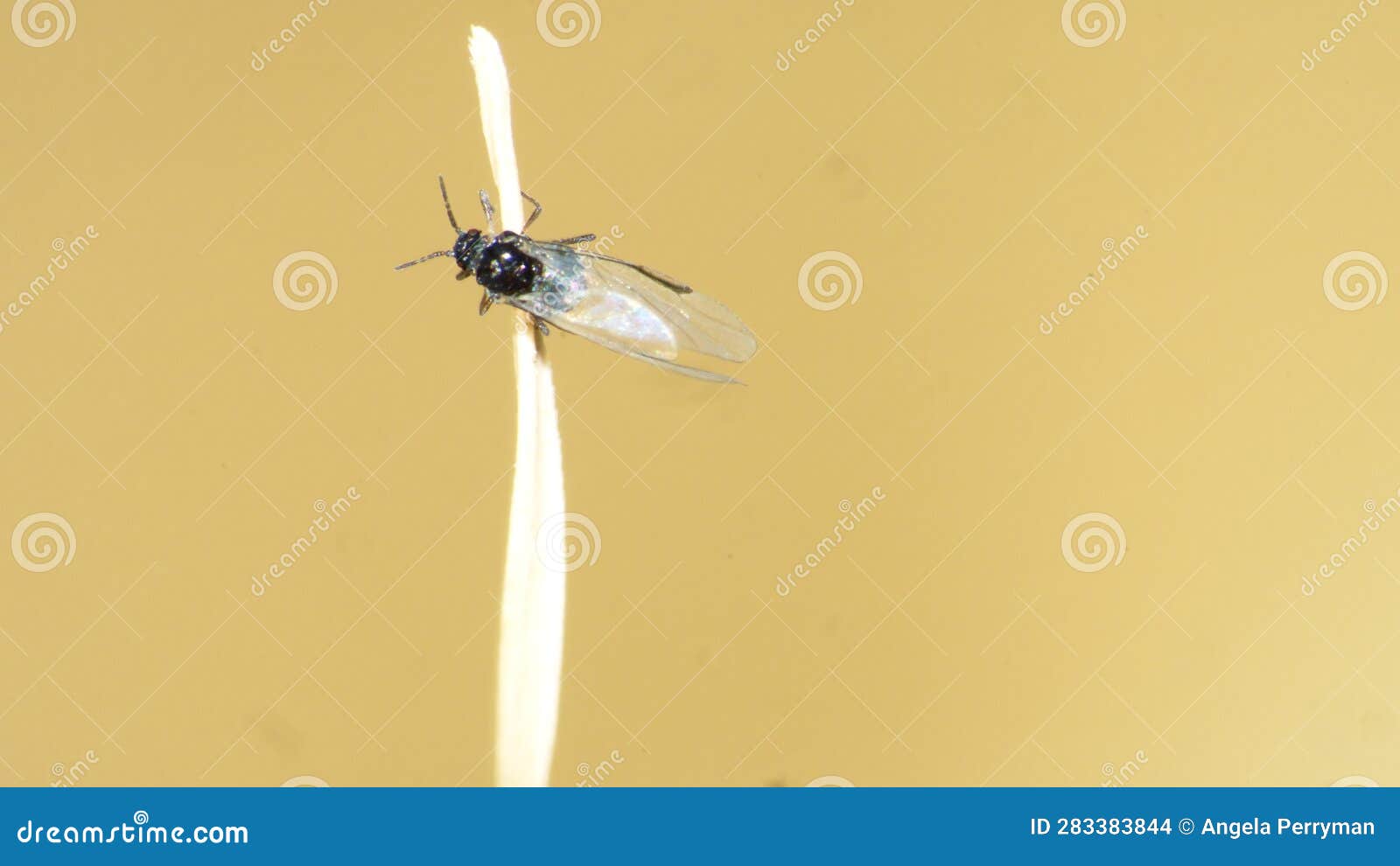 Black Insect with Wings on a Blade of Grass Stock Photo - Image of ...