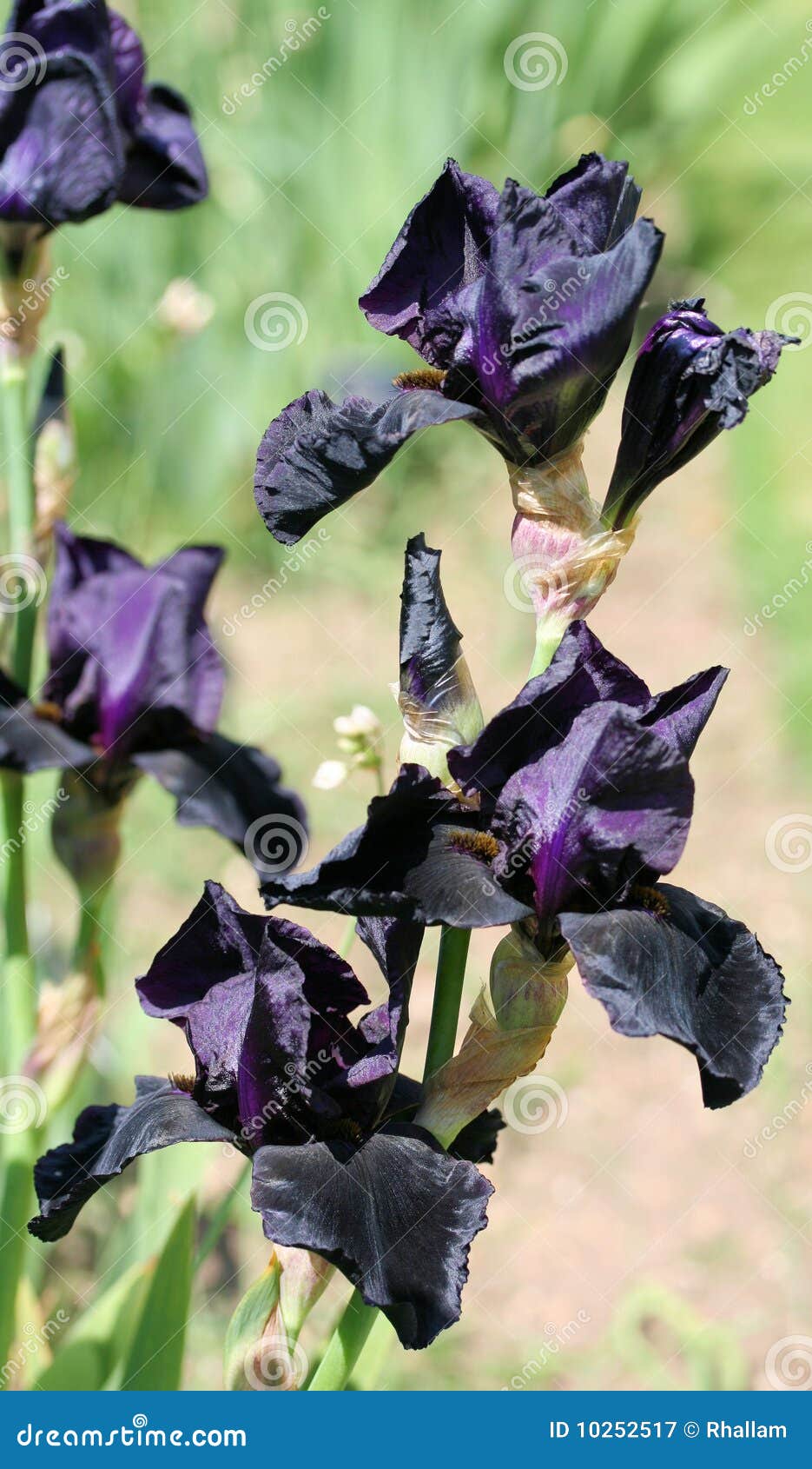 Black Iris 2 Royalty Free Stock Photography - Image: 10252517
