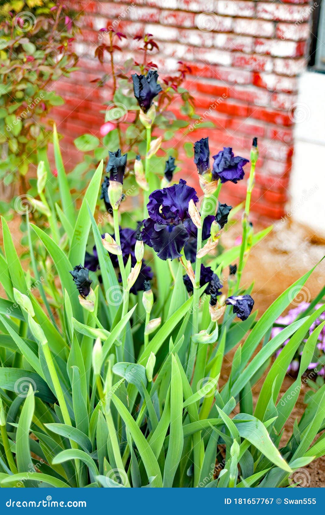 Black iris plant stock image. Image of irises, pollen - 181657767
