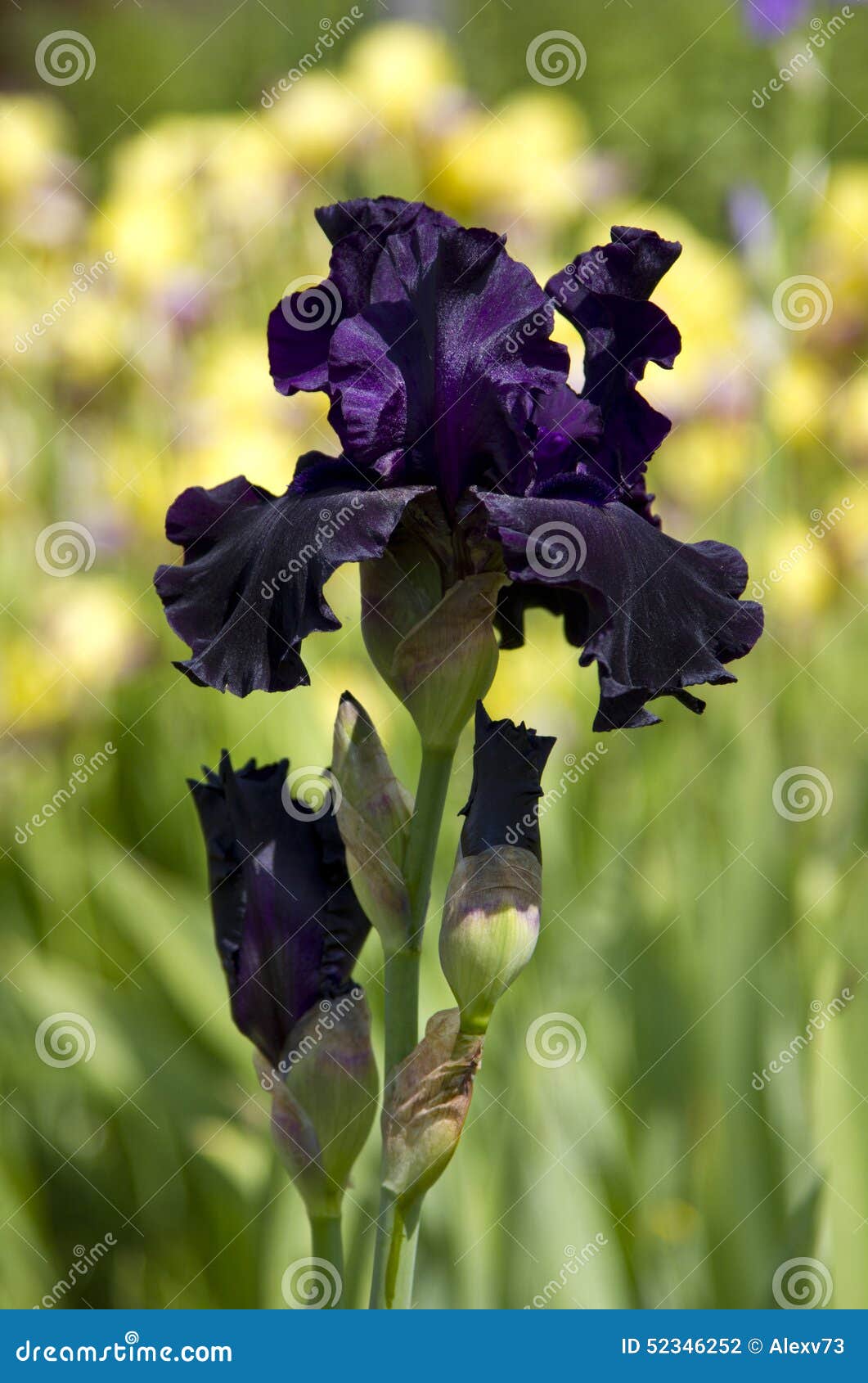 Black iris stock photo. Image of life, beautiful, closeup - 52346252
