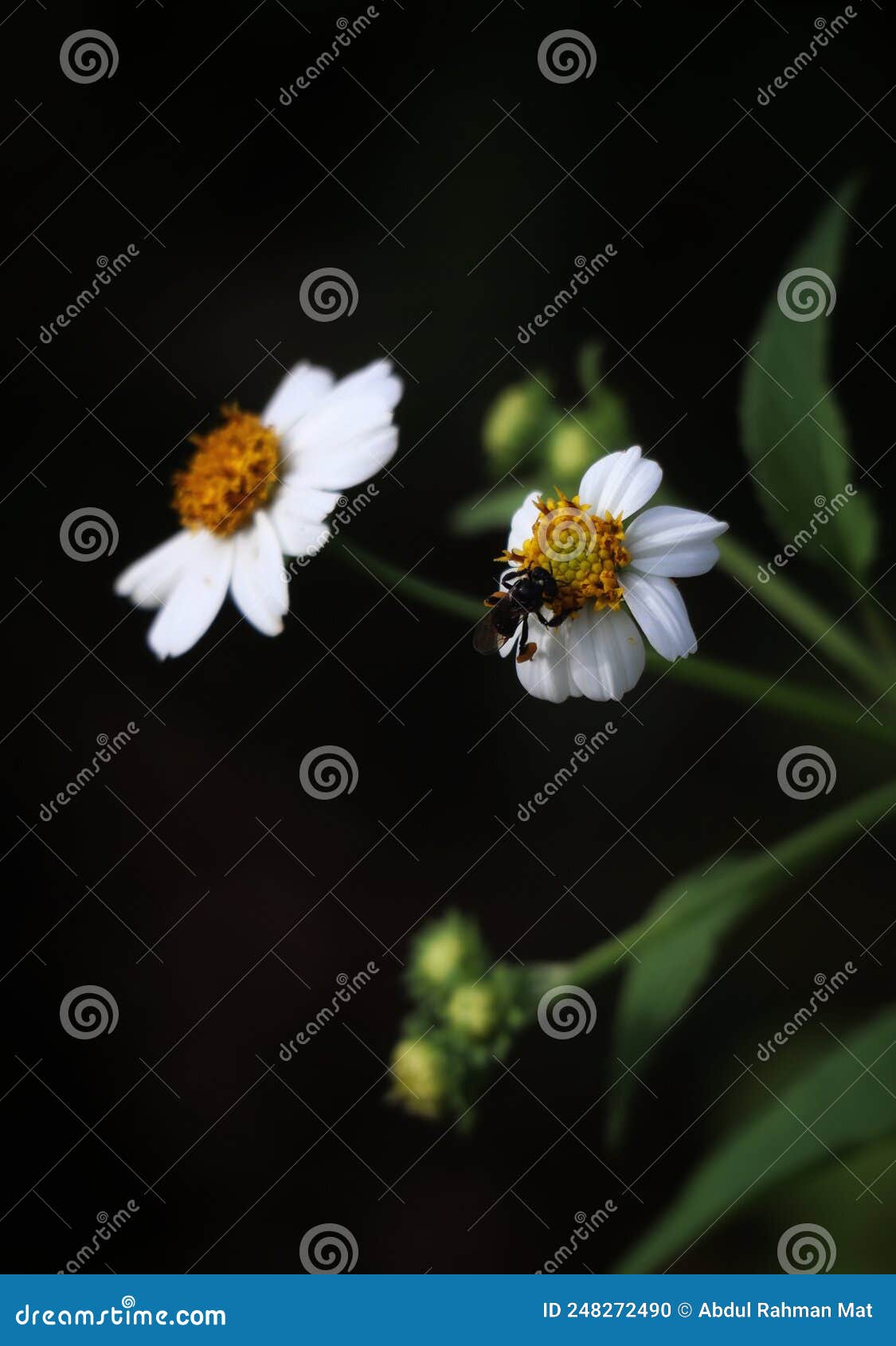 Black Jack Flower with an Insect Stock Photo - Image of jack, flower ...