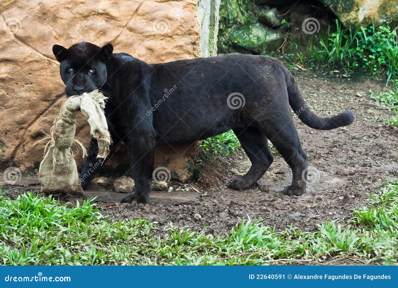 Black Jaguar stock image. Image of eyes, south, playing - 22640591