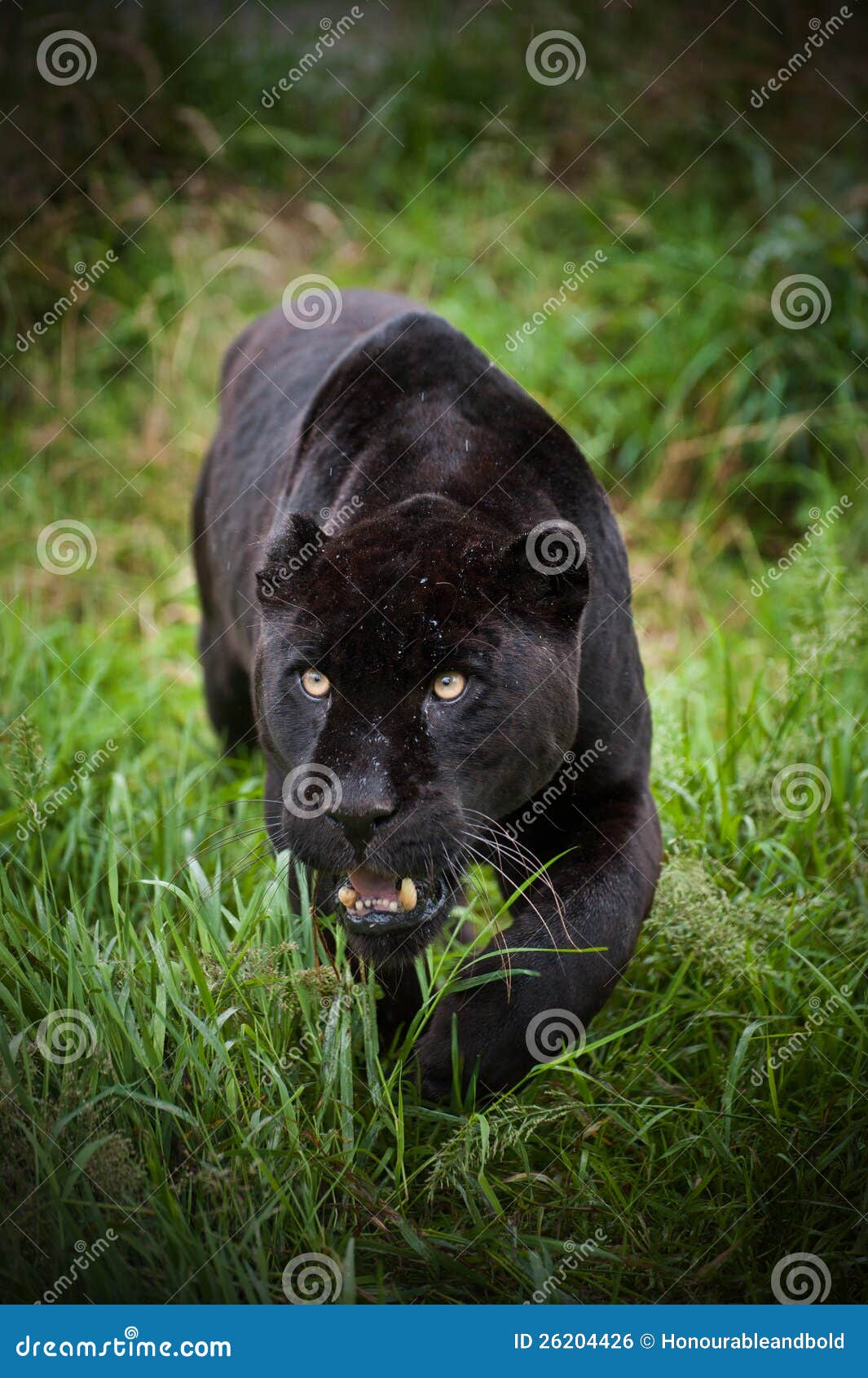 Black Jaguar Panthera Onca Prowling Stock Photography | CartoonDealer ...