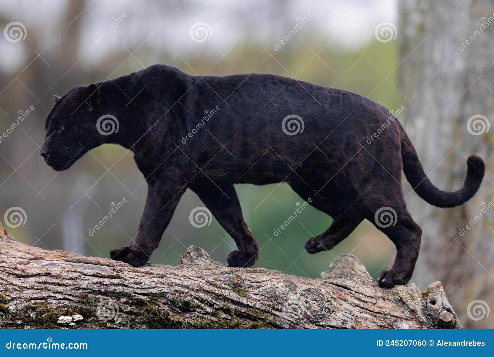 Black Jaguar Animal Running