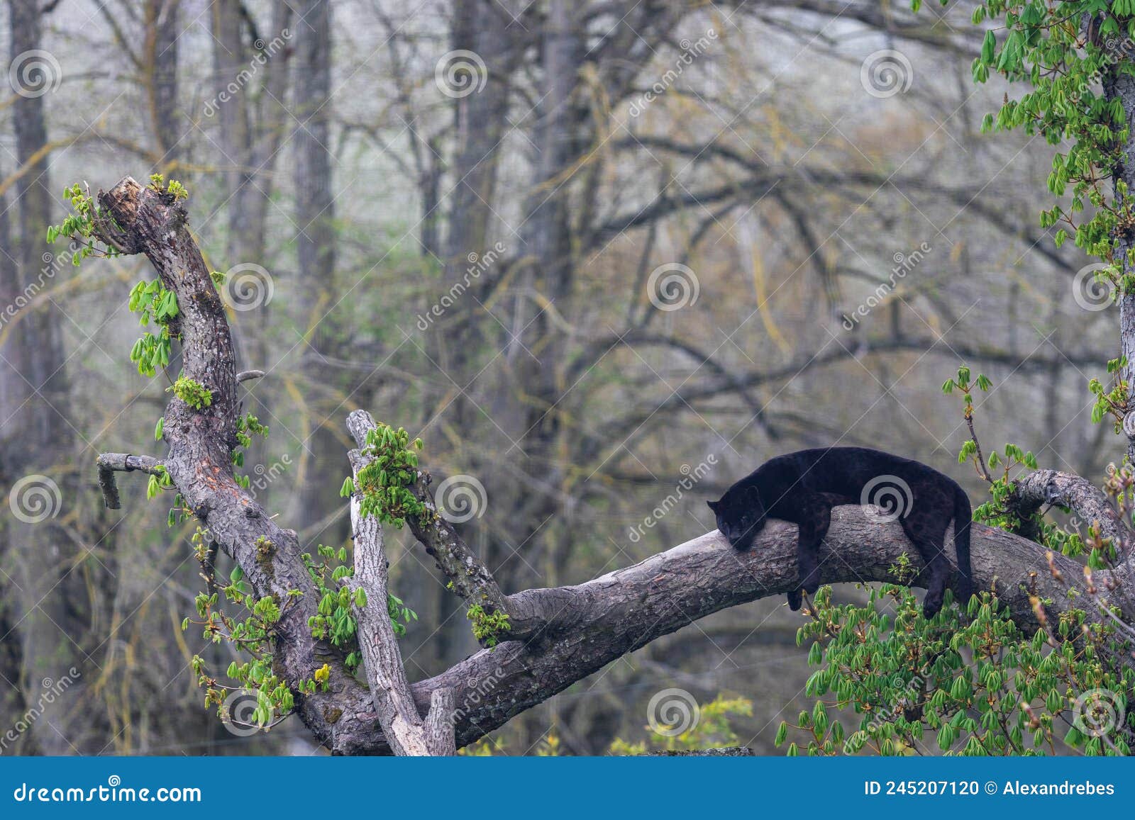 Black Jaguar In Tree