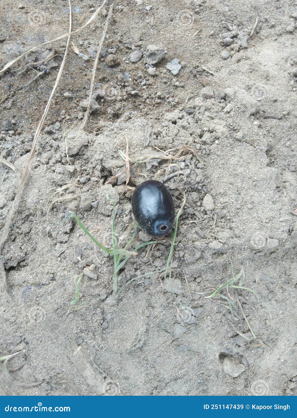 Black Java plam fruit stock image. Image of black, fruit - 251147439