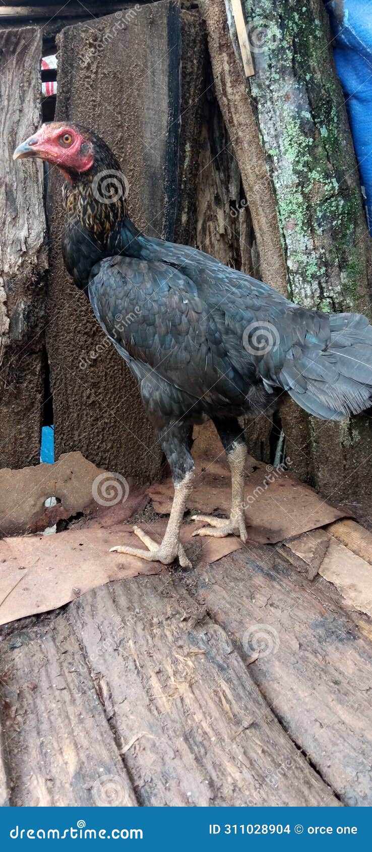 Black Javanese Native Chicken from Indonesia Stock Photo - Image of ...