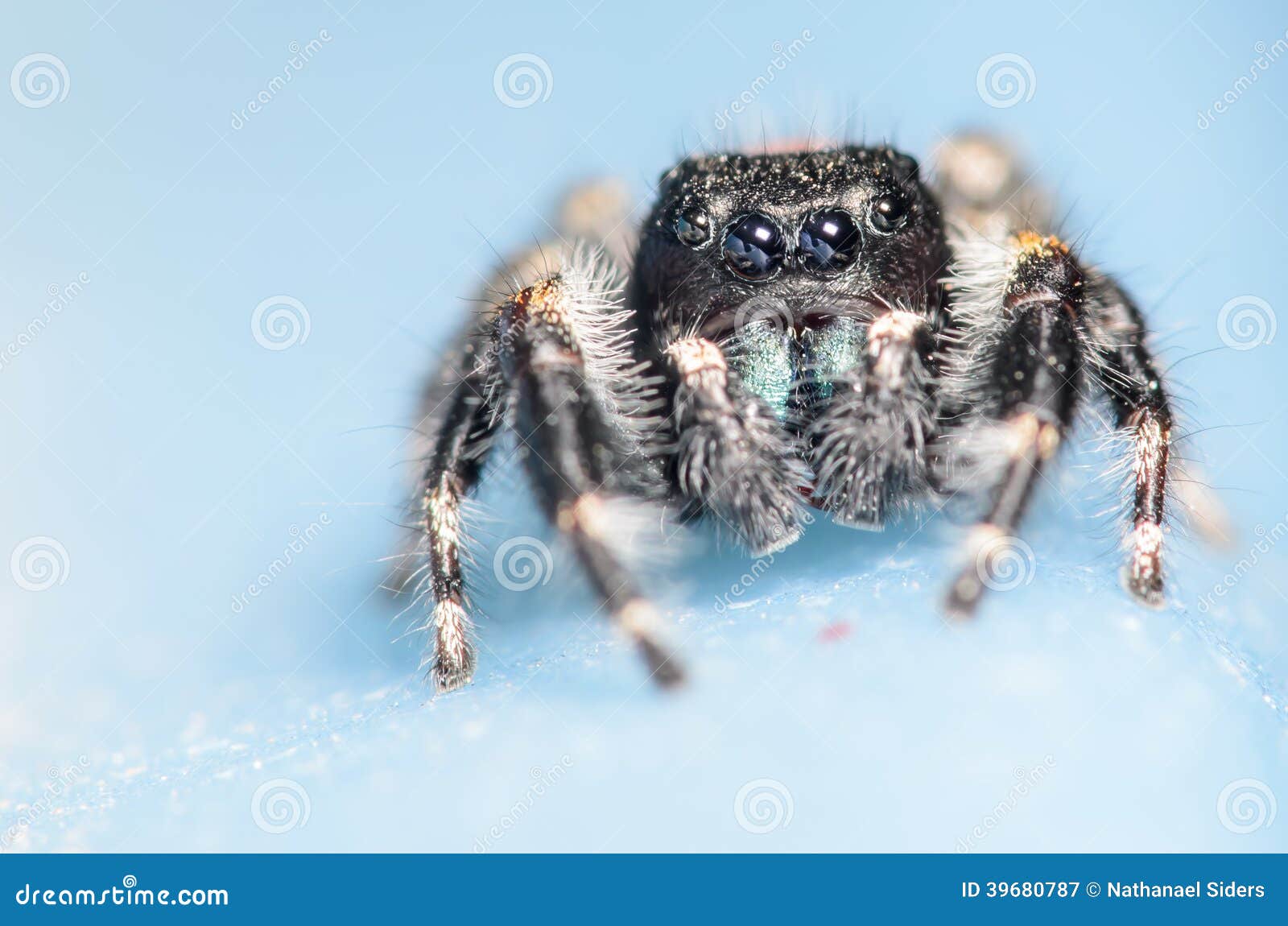 Black Johnson Jumping Spider Stock Image - Image of jungle, beauty ...