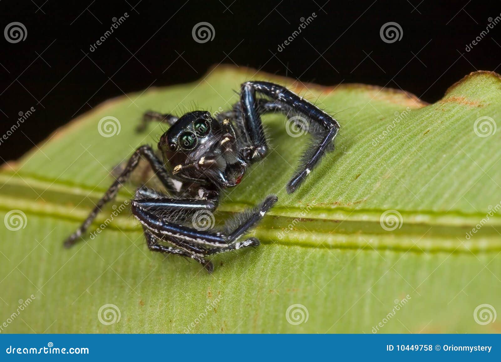 A black jumping spider stock photo. Image of wilderness - 10449758