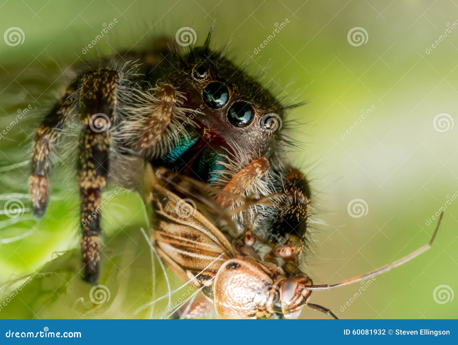 Black Jumping Spider With Green Mouth And Eyes Eats Bug Stock ...