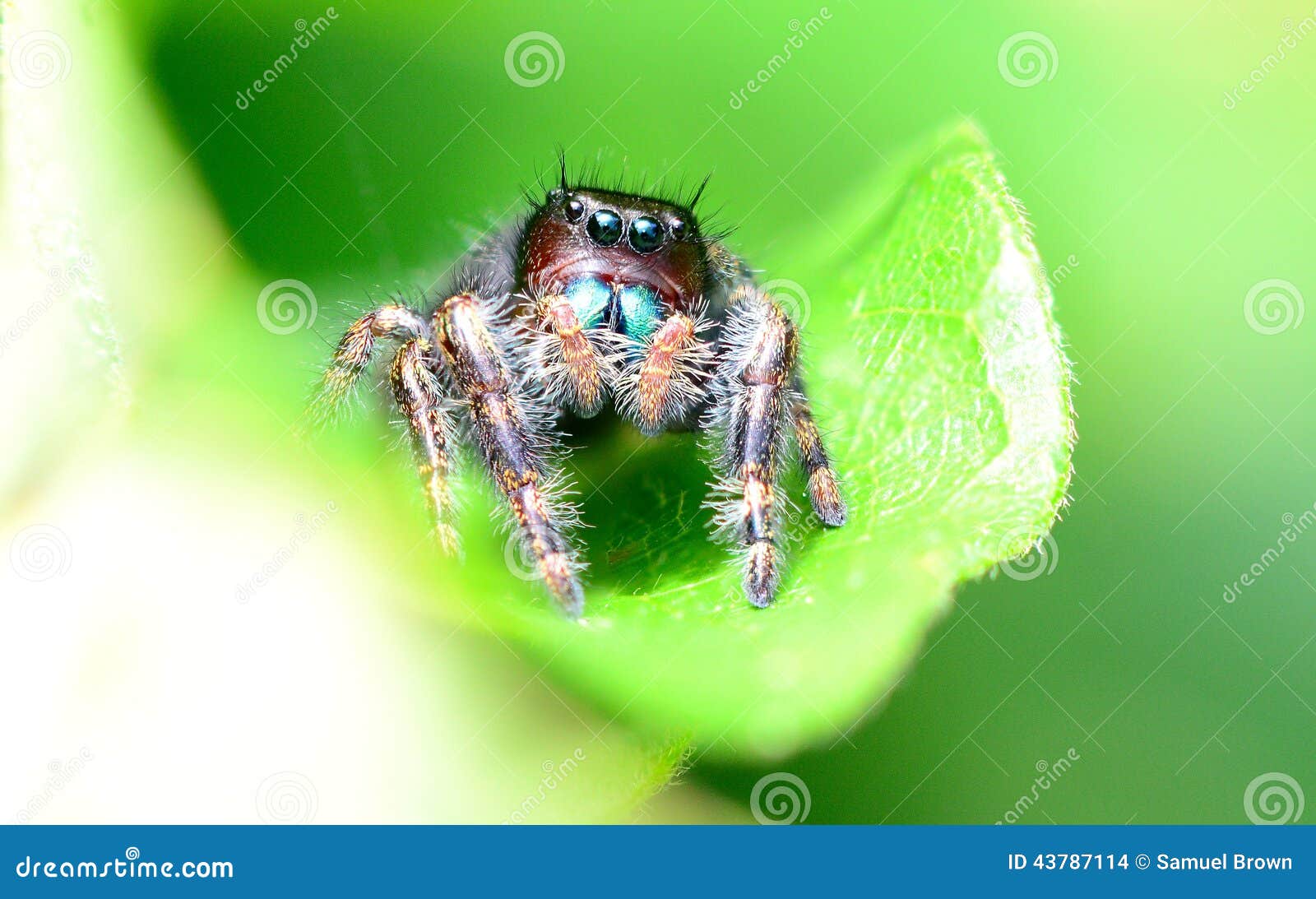 Black Jumping Spider Hiding in Leaf Stock Photo - Image of adorable ...
