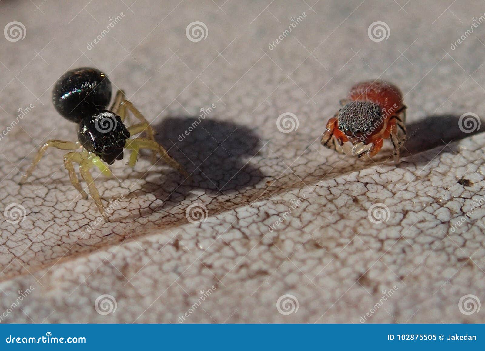 Black Jumping Spider and Red Jumping Spider on a Table Stock Image ...