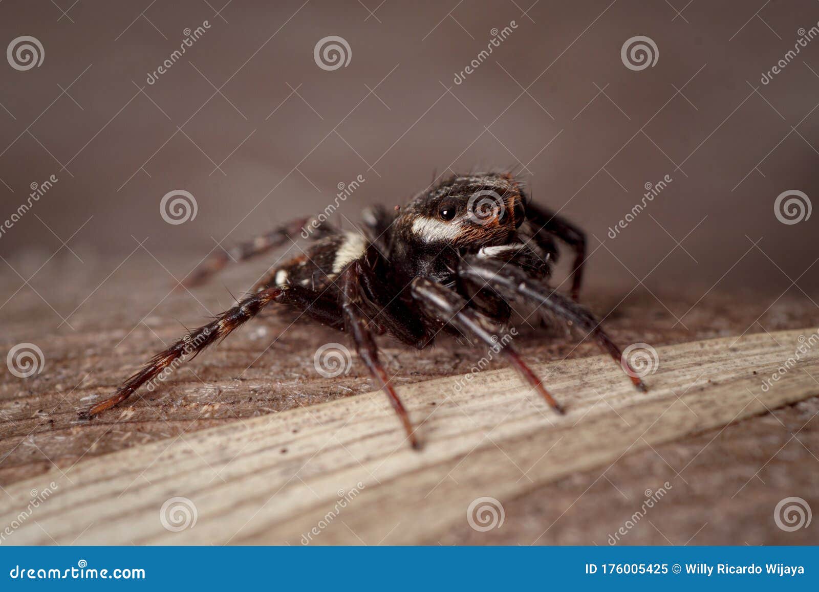 Black Jumping Spider Side View Stock Image - Image of nature, mini ...