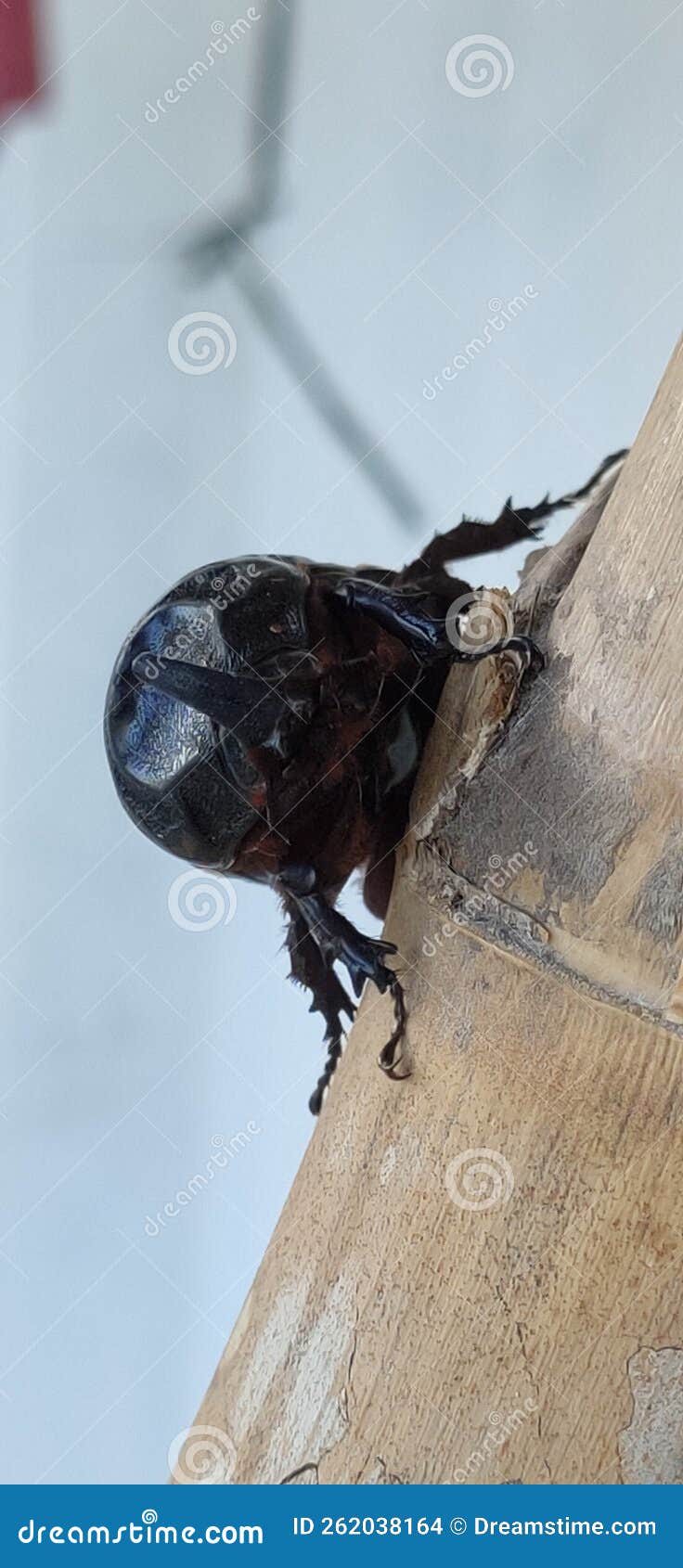 Black Kabuto Insect on the Old Bamboo Stock Photo - Image of bamboo ...