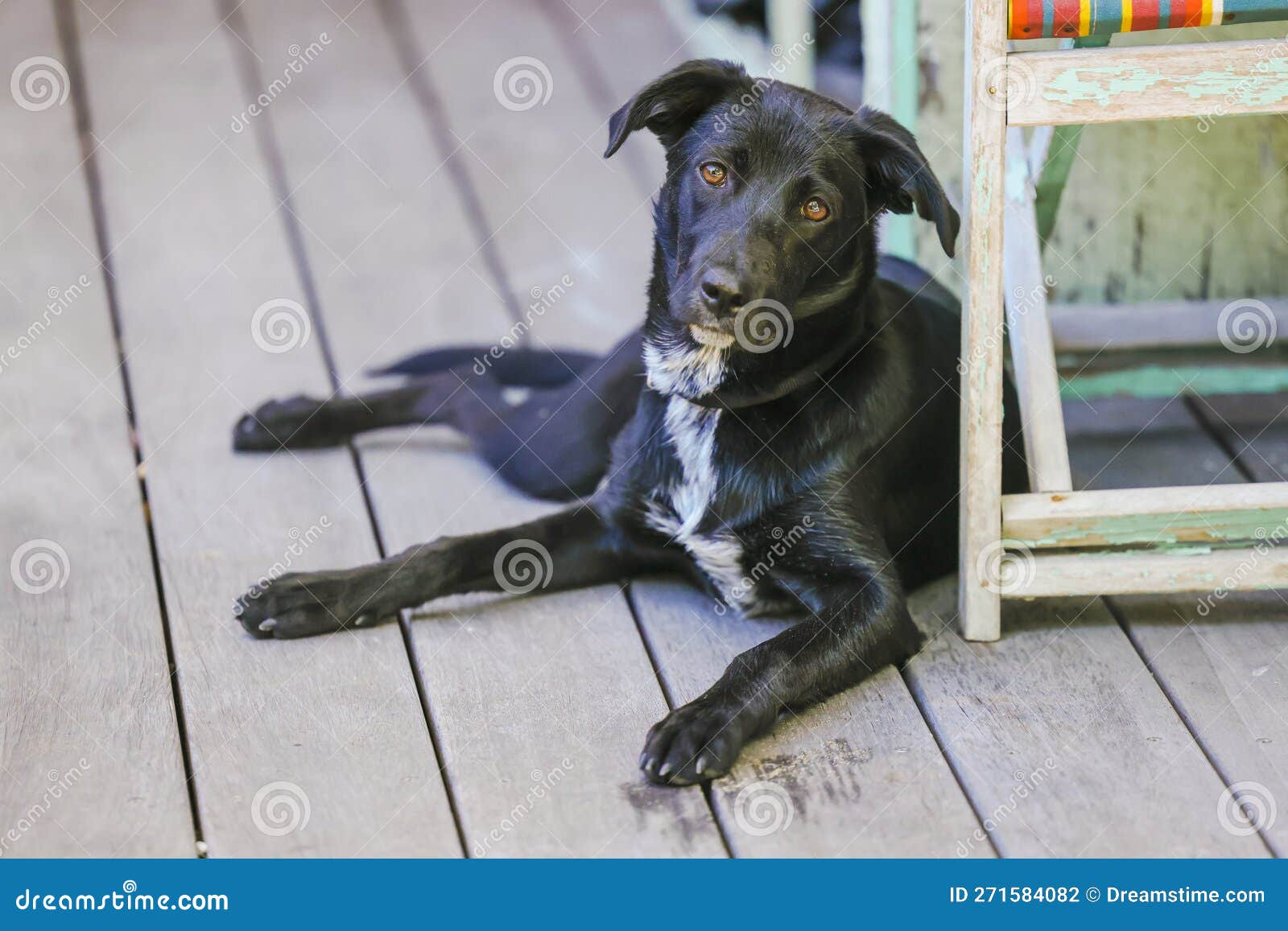 Black Kelpie X Labrador Sitting on Back Deck. Relaxed Dog at Home Stock ...