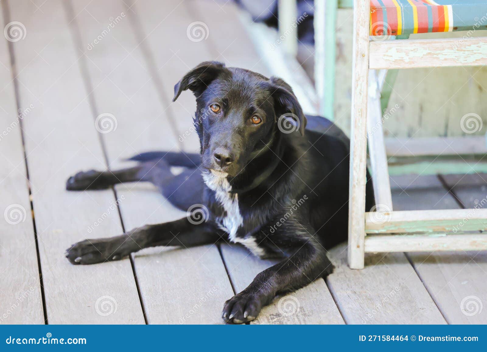 Black Kelpie X Labrador Sitting on Back Deck. Relaxed Dog at Home Stock ...