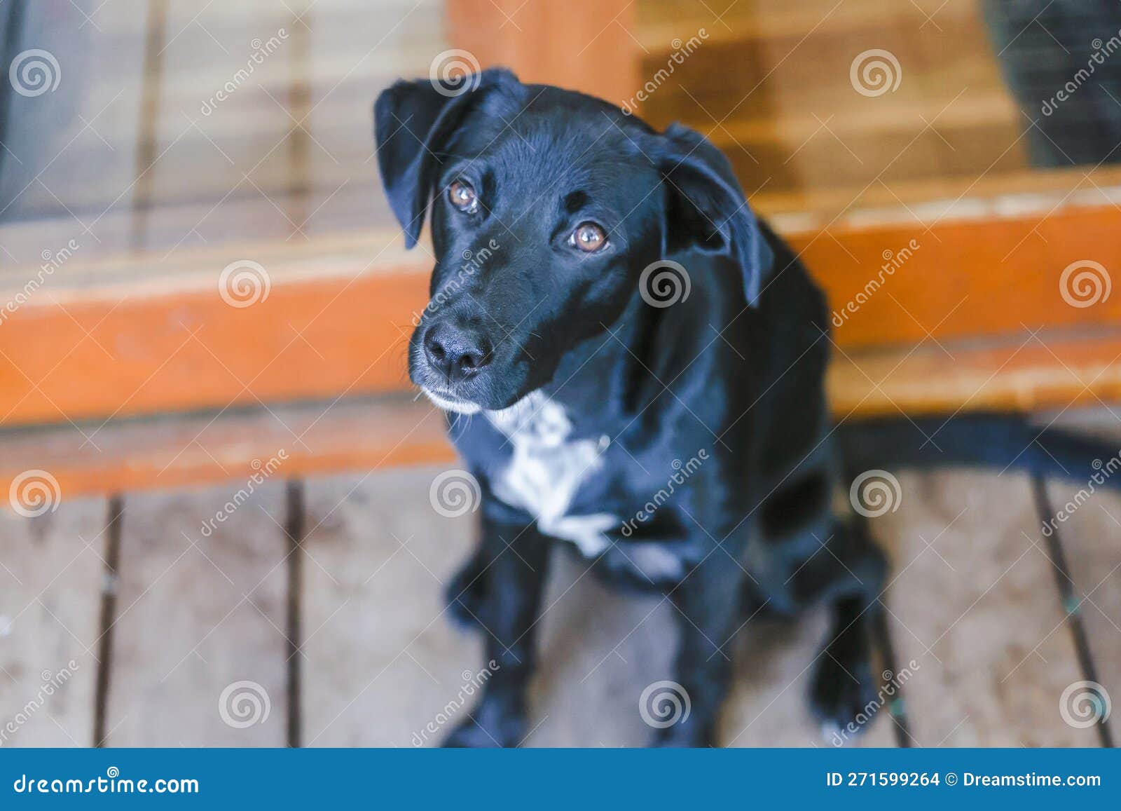 Black Kelpie X Labrador Sitting on Back Deck. Relaxed Dog at Home Stock ...