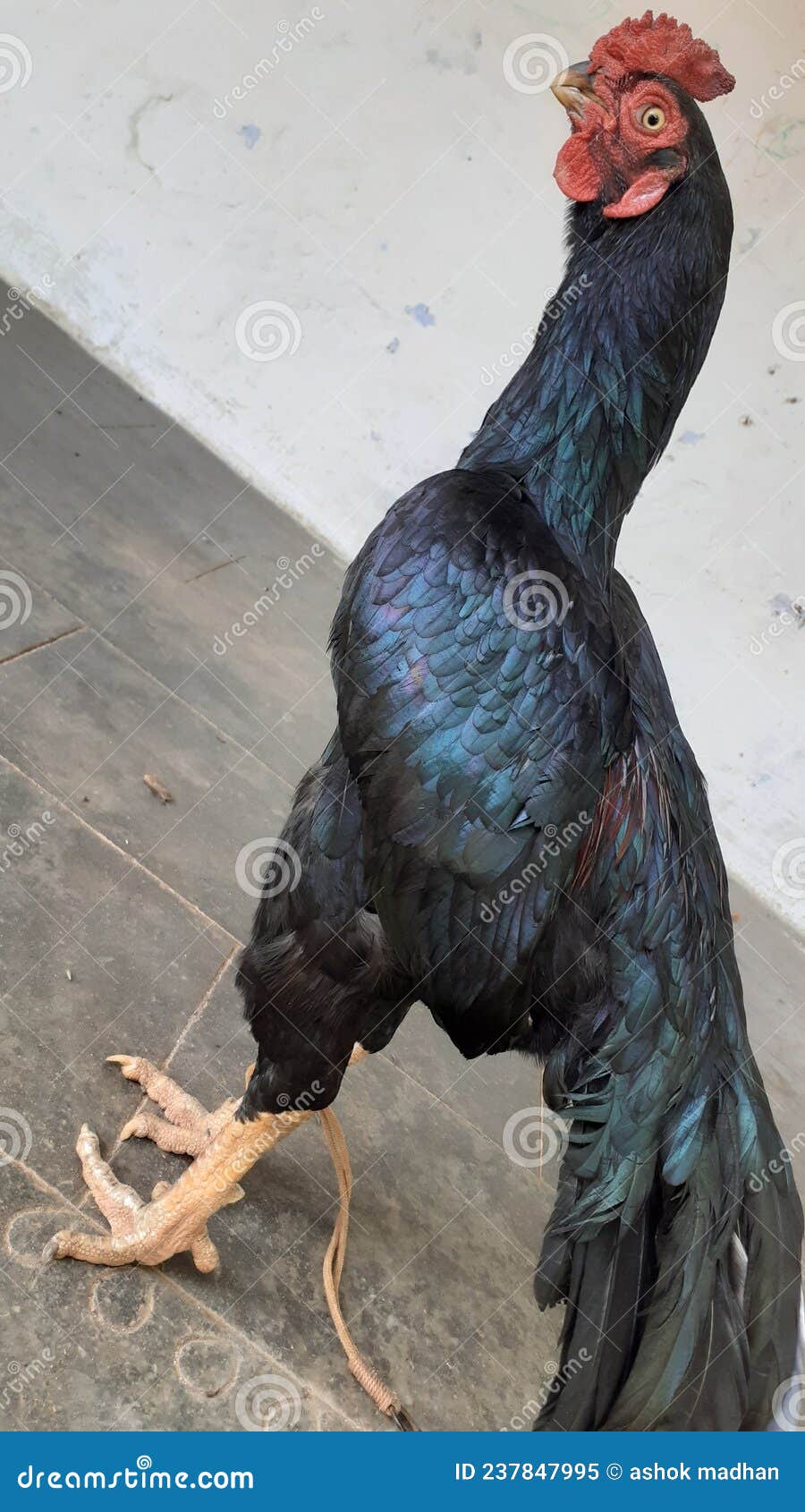 Black killing rooster stock image. Image of falcon, fowl - 237847995