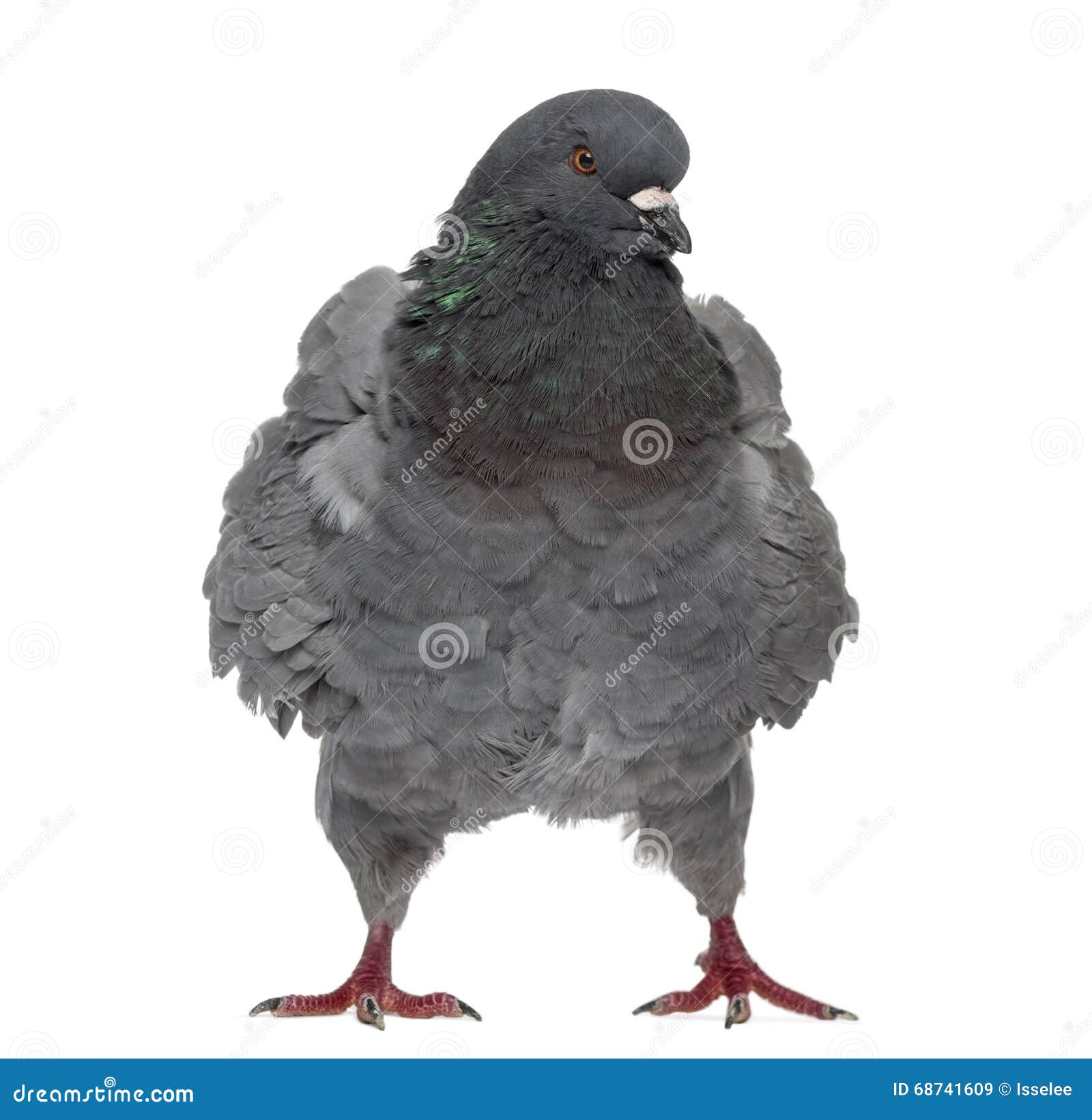 Black King Pigeon Isolated on White Stock Image - Image of stand, black ...