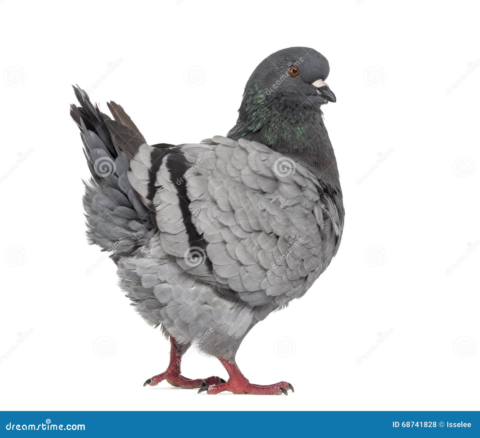 Black King Pigeon Isolated on White Stock Photo - Image of grey, pigeon ...