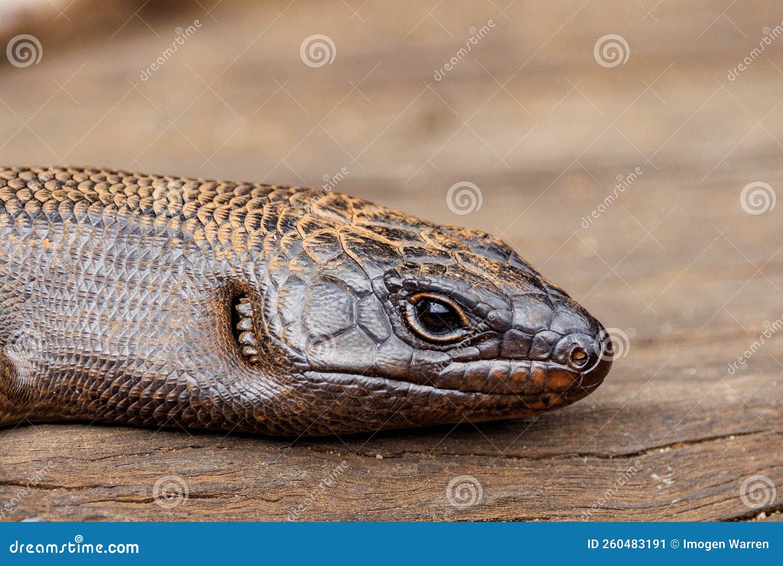 Black King Skink in Western Australia Stock Image - Image of sand ...