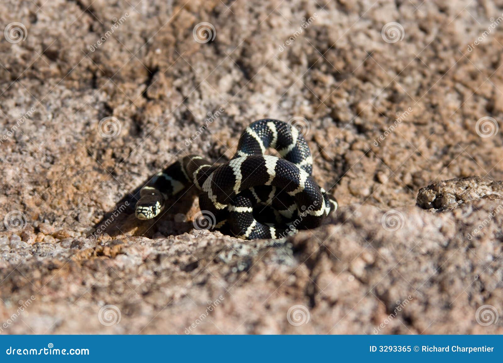 Black king snake coiled up stock image. Image of animal - 3293365